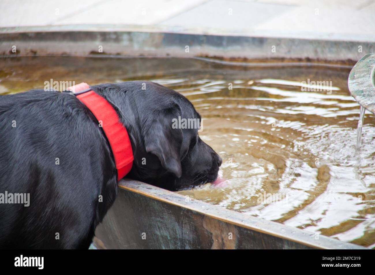 Labrador Retriever (Canis lupus f. familiaris), drinking water from a ...