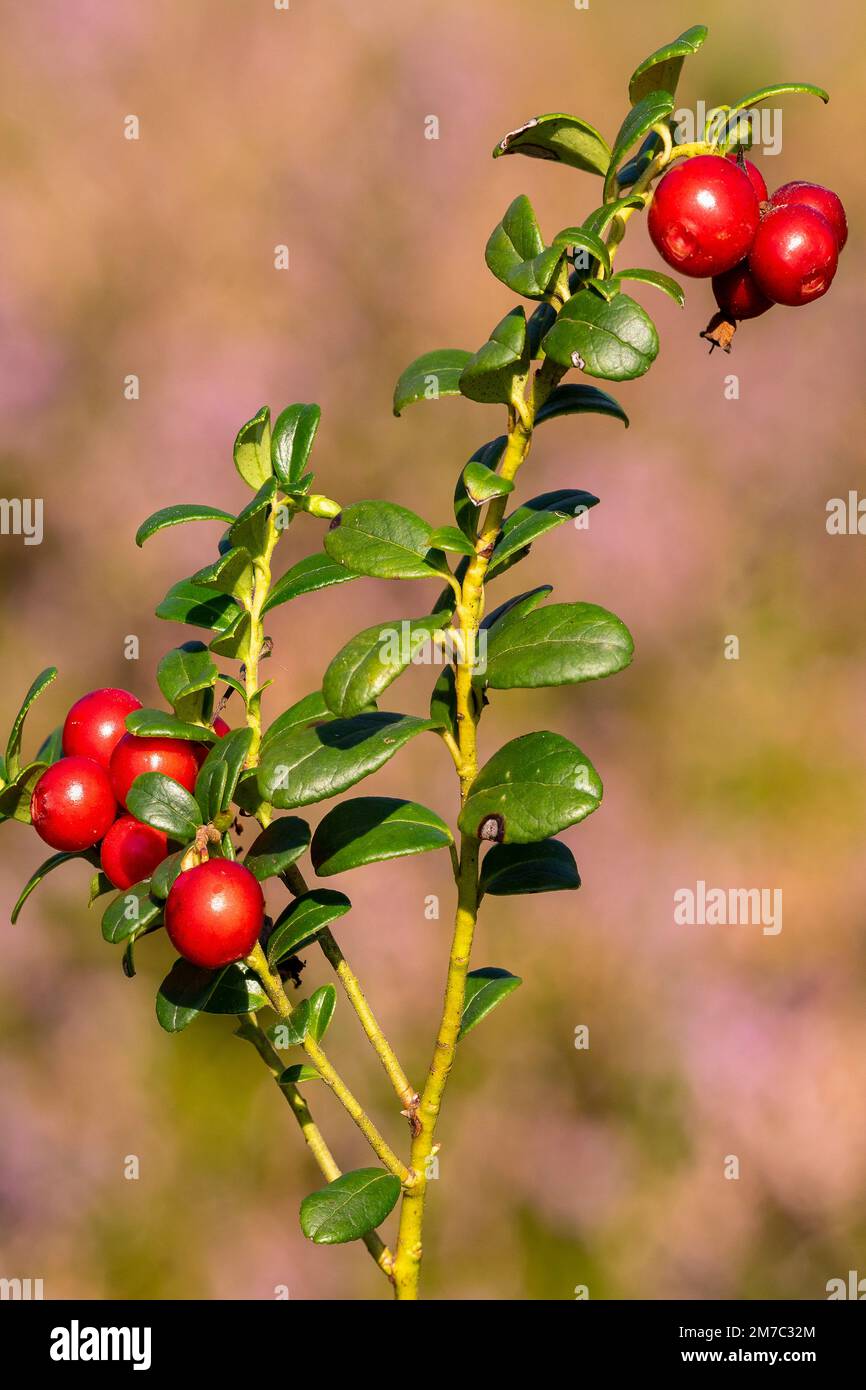 cowberry, foxberry, lingonberry, mountain cranberry (Vaccinium vitis ...