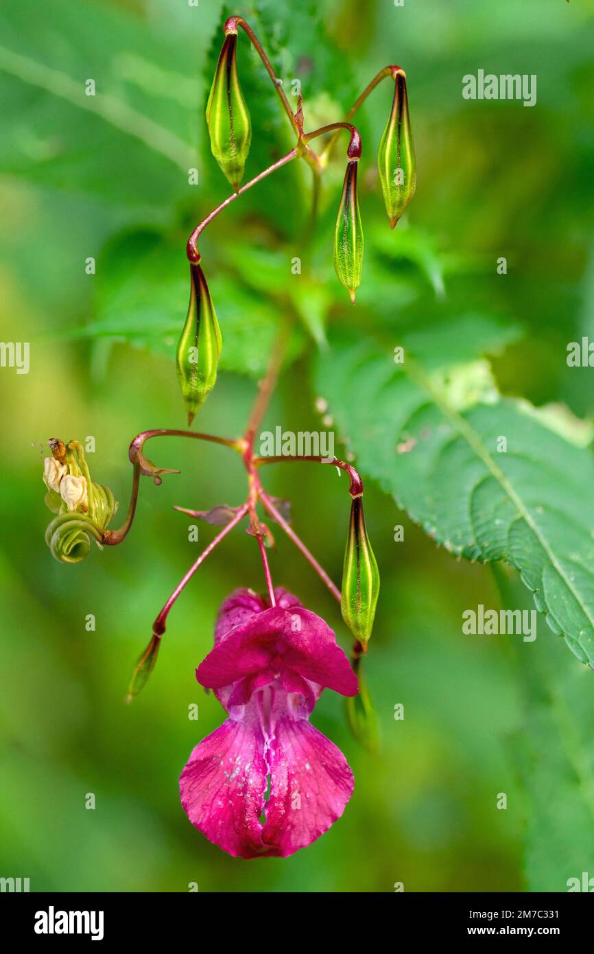 Himalayan balsam, Indian balsam, red jewelweed, ornamental jewelweed ...