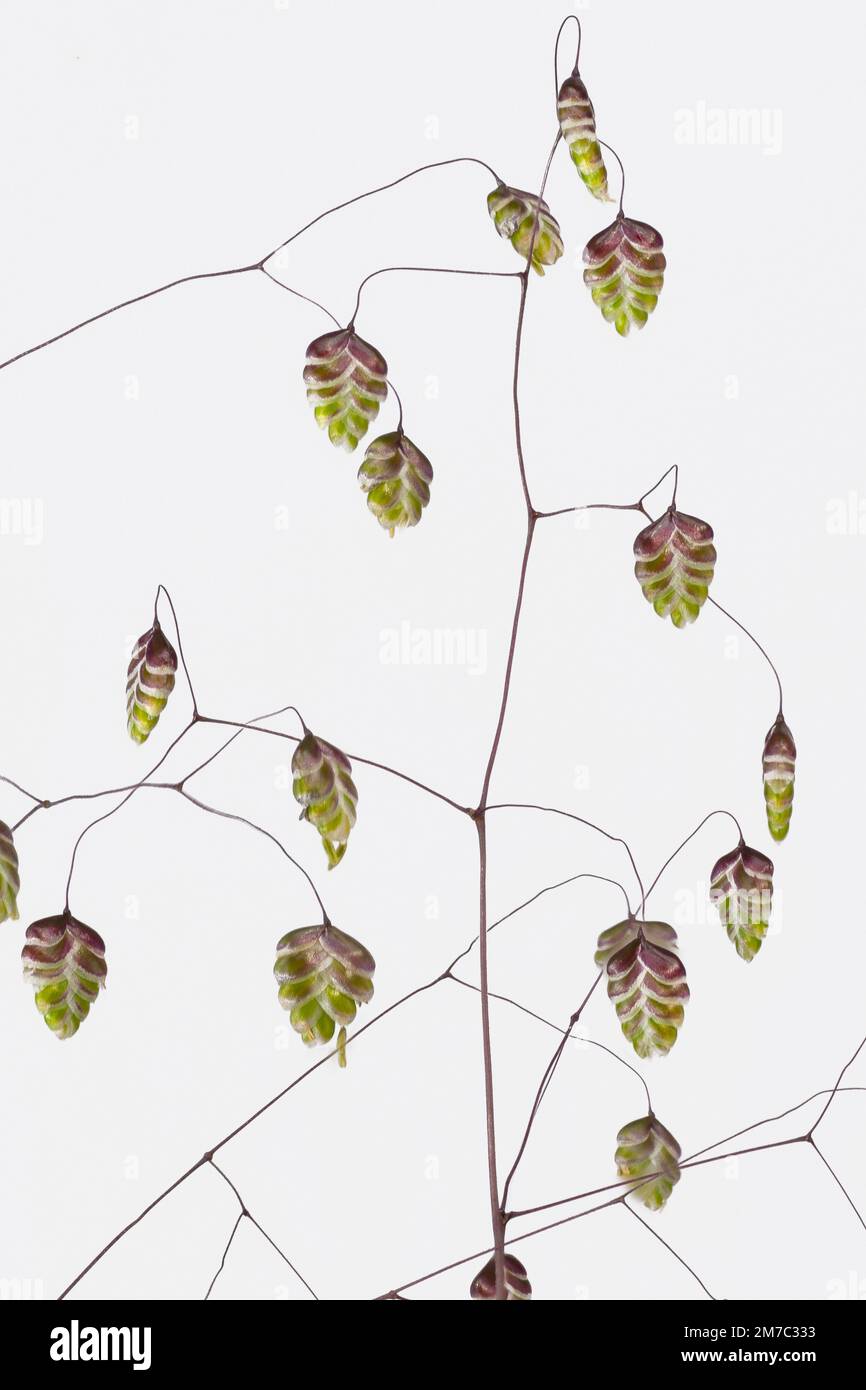 Quaking-grass, Cow-quake, Didder, Dithering-grass, Dodder-grass ...