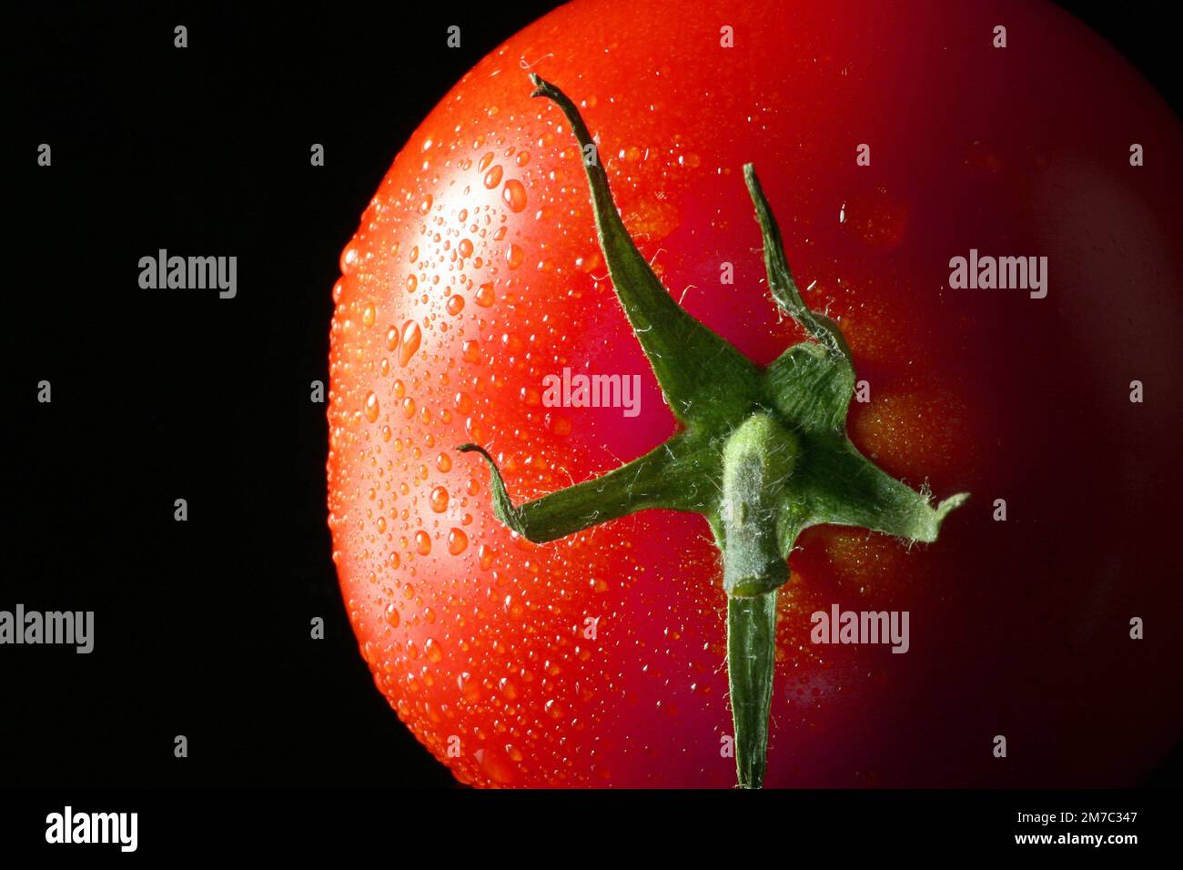 garden tomato (Solanum lycopersicum, Lycopersicon esculentum), wetted ...