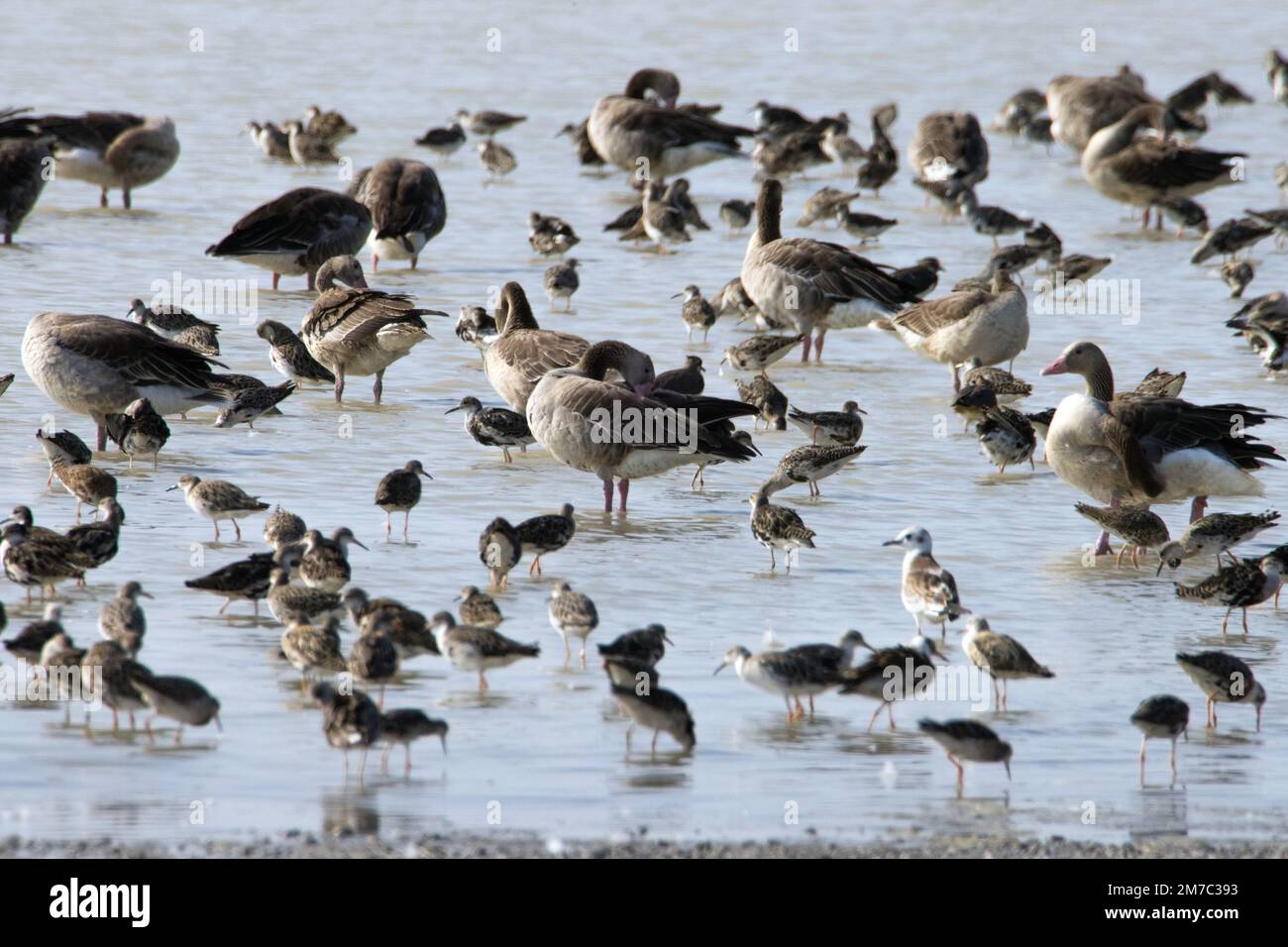 birds gathering in shallow water, Darscho, Austria, Burgenland ...