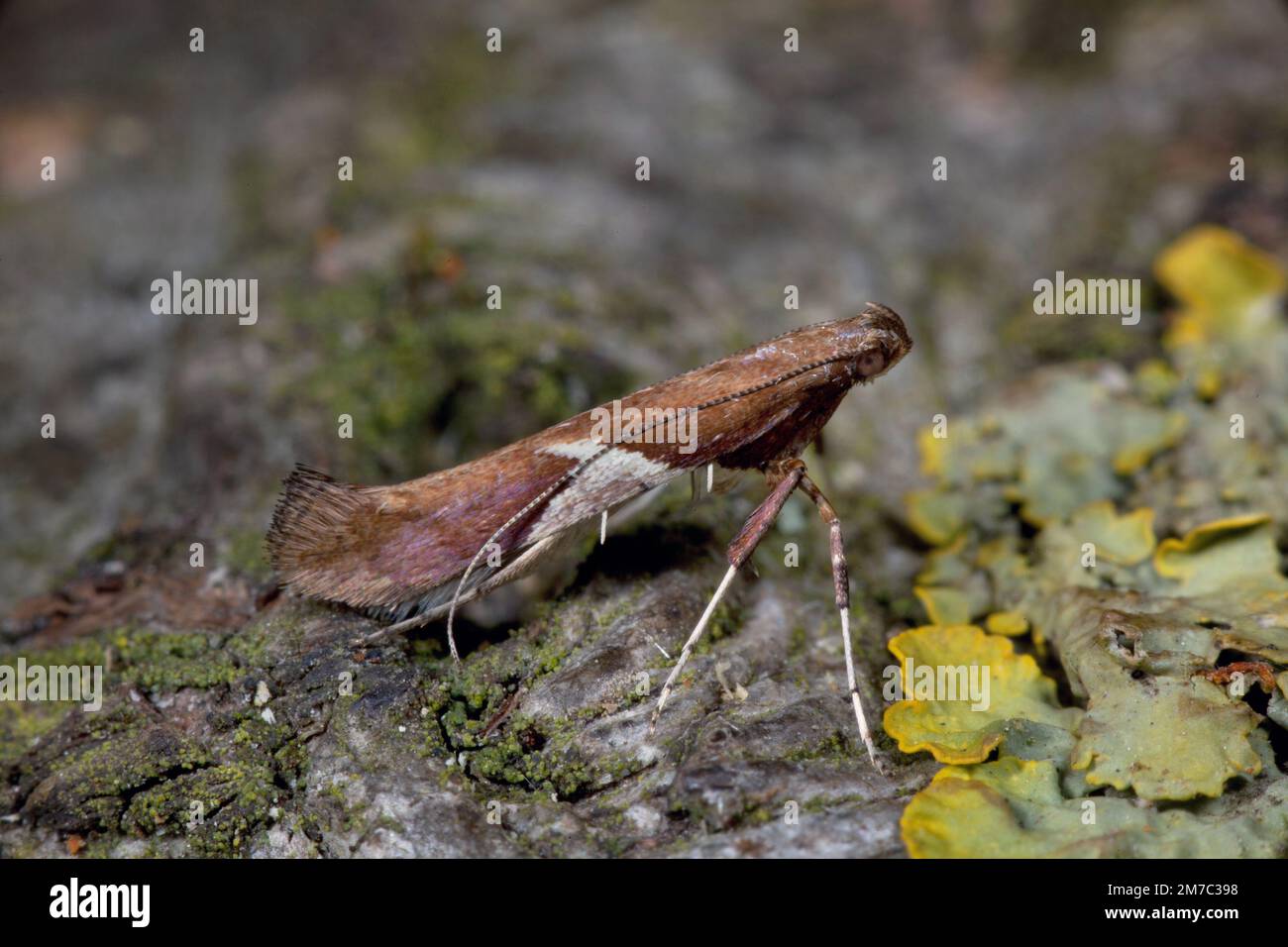 moth (Caloptilia stigmatella), sitting on brak, side view, Germany ...
