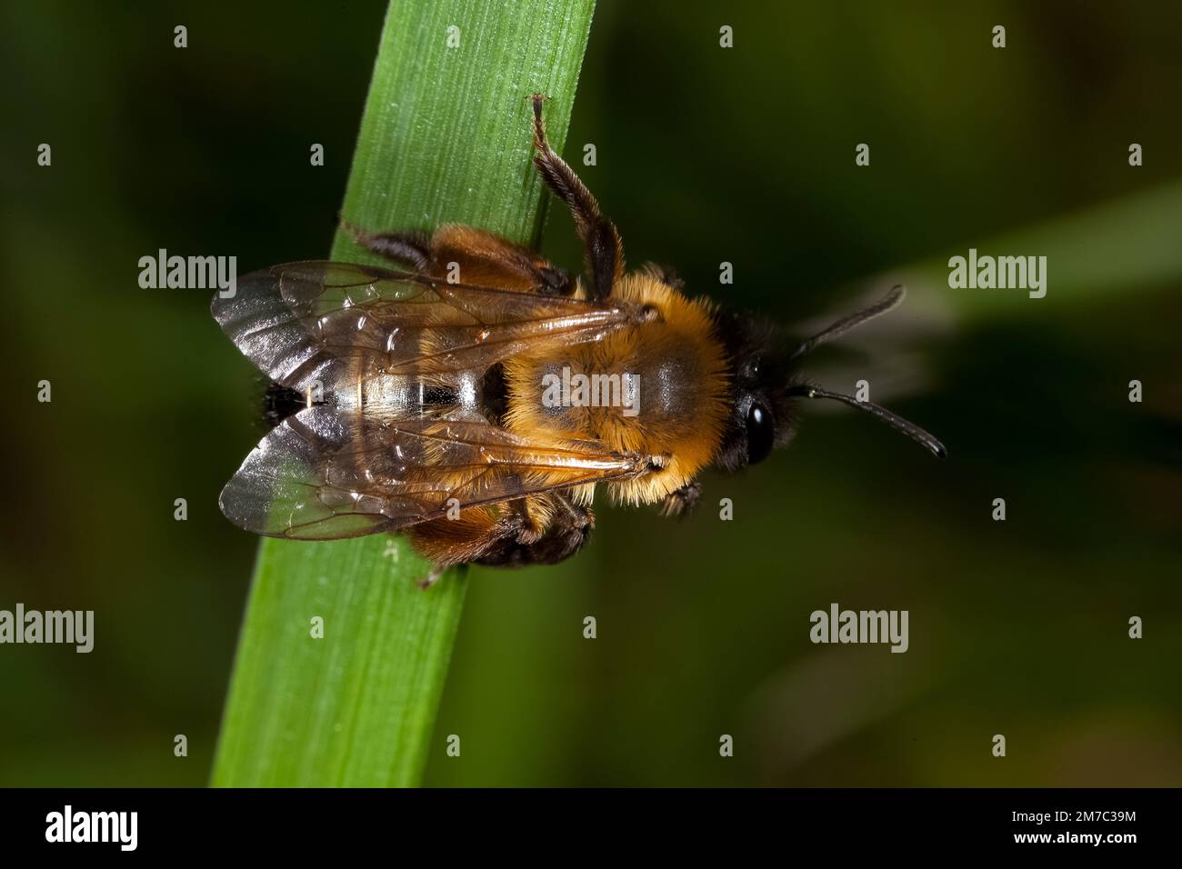 Buffish mining-bee (Andrena nigroaenea), female sitting at a blade of ...