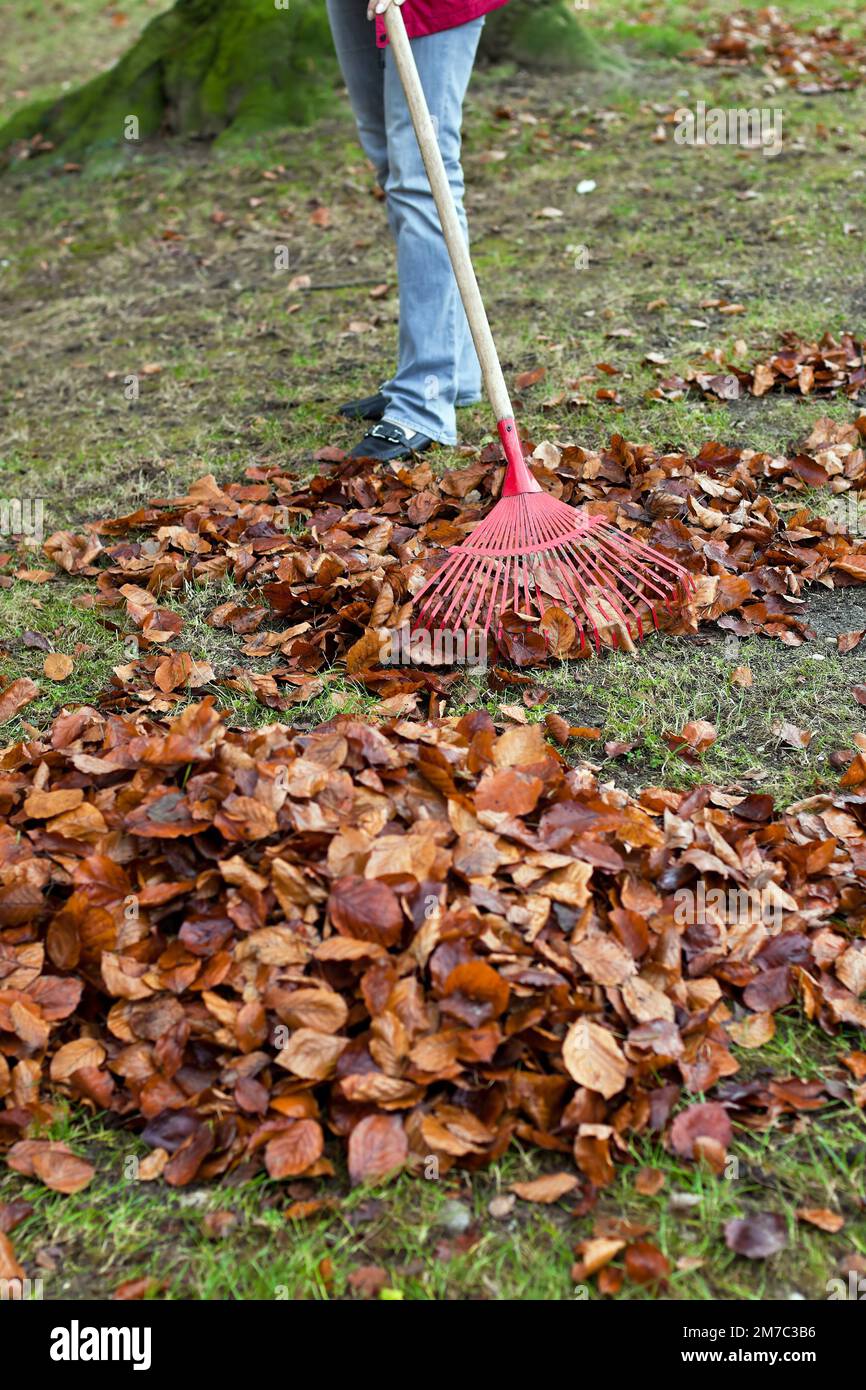 Autumn foliage and rake in meadow hi-res stock photography and images ...
