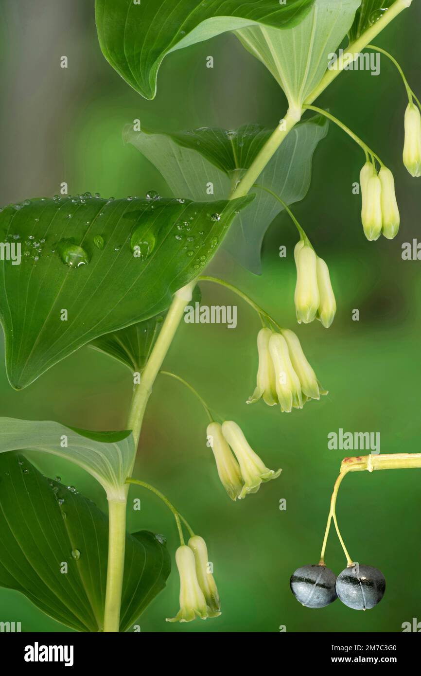 Eurasian soloman's-seal, Solomon's seal, David's harp, ladder-to-heaven ...