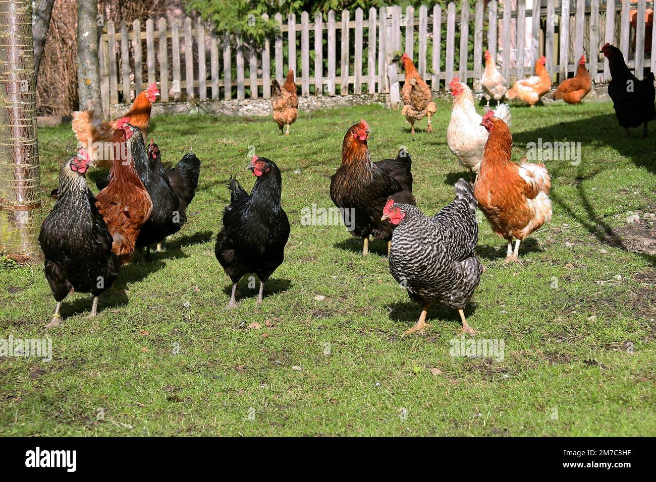 domestic fowl (Gallus gallus f. domestica), happy chickens on a farm ...