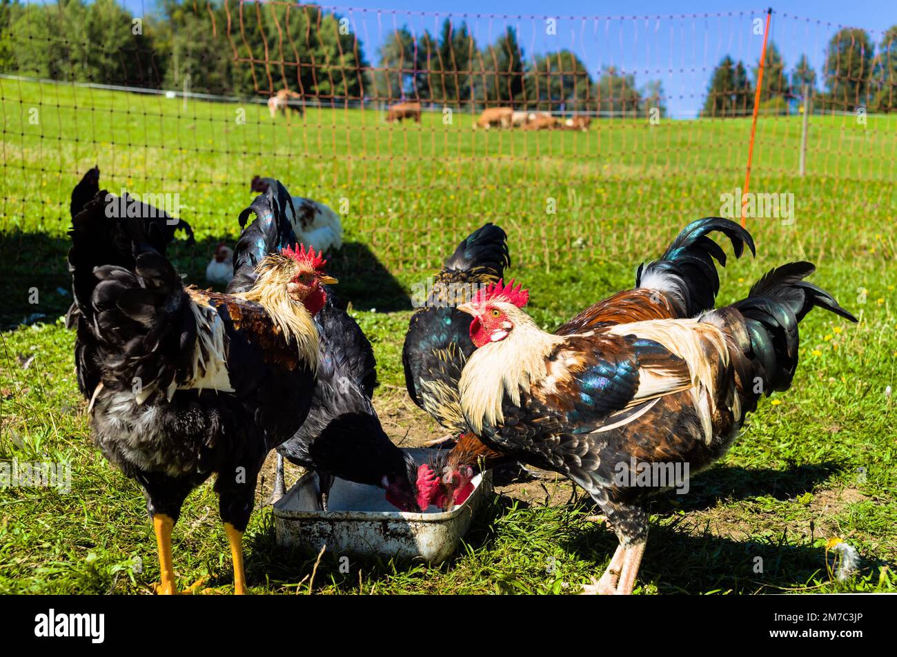 domestic fowl (Gallus gallus f. domestica), happy chickens on a farm ...
