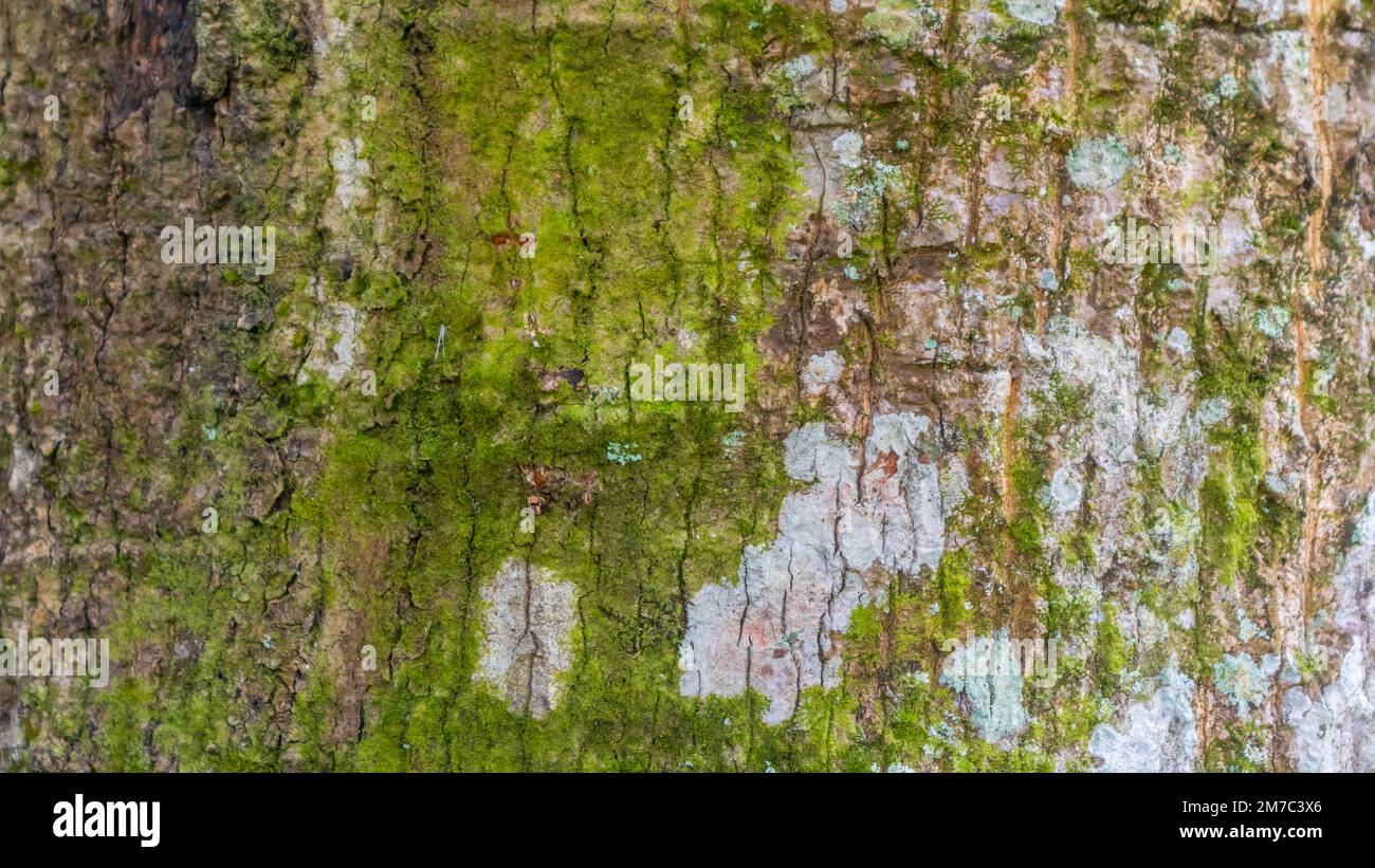 amazing bark texture as background Stock Photo - Alamy