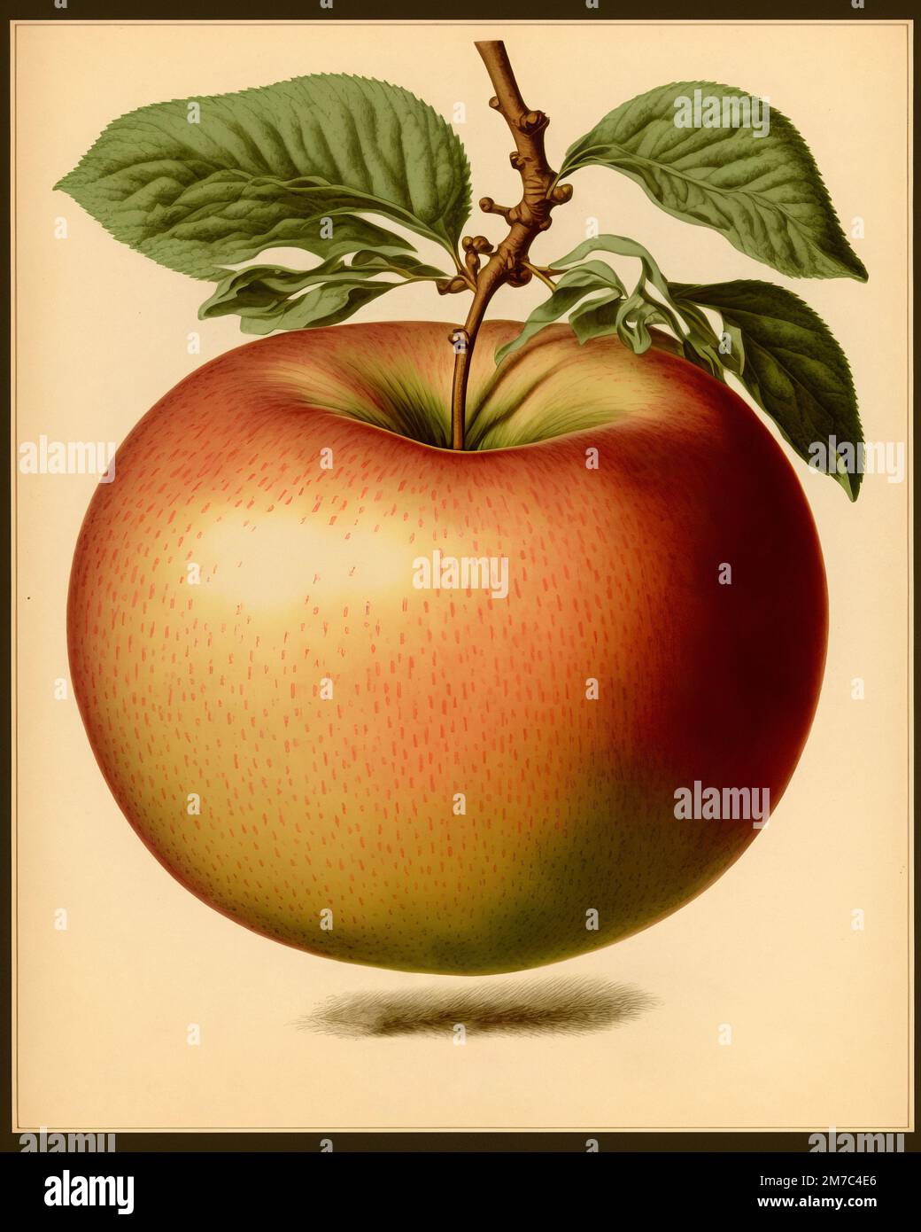 Botanical illustration apple hi-res stock photography and images - Alamy