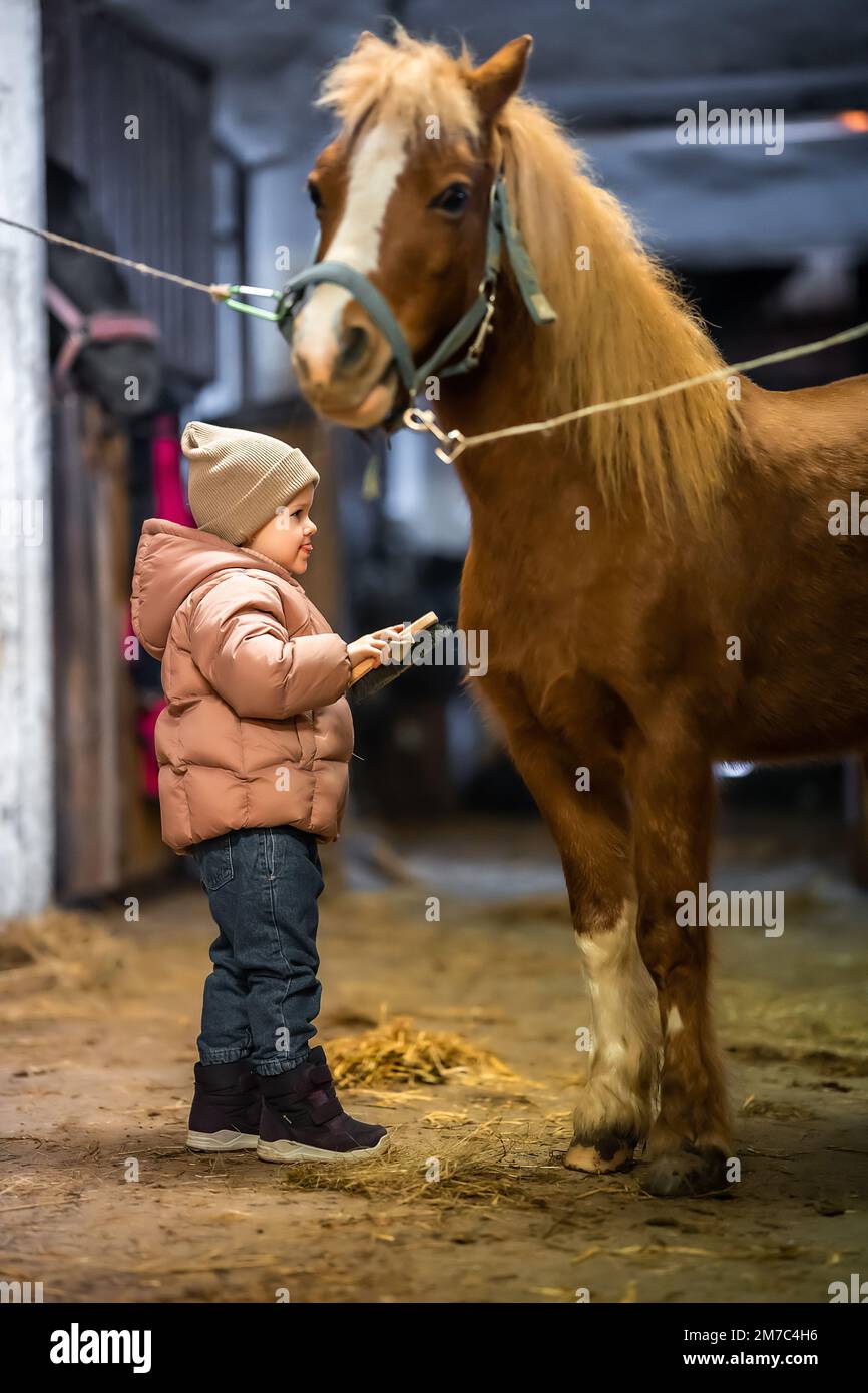 Horse care inside the stable before the ride. Little cute girl and pony ...
