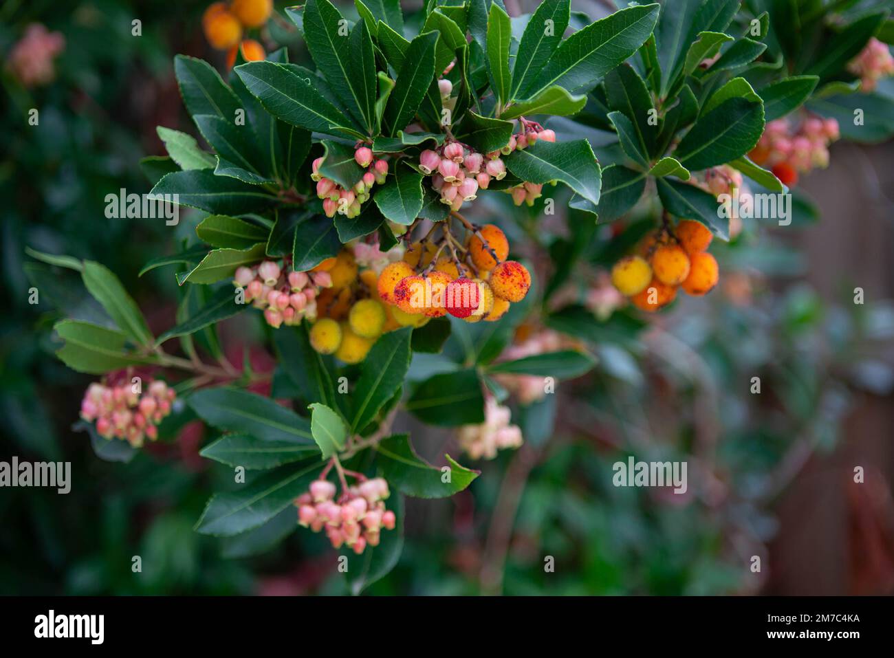 Arbutus tree hi-res stock photography and images - Alamy