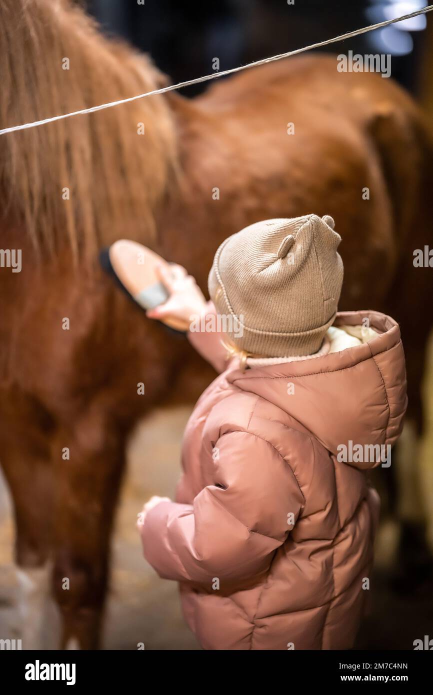 Horse care inside the stable before the ride. Little cute girl and pony ...