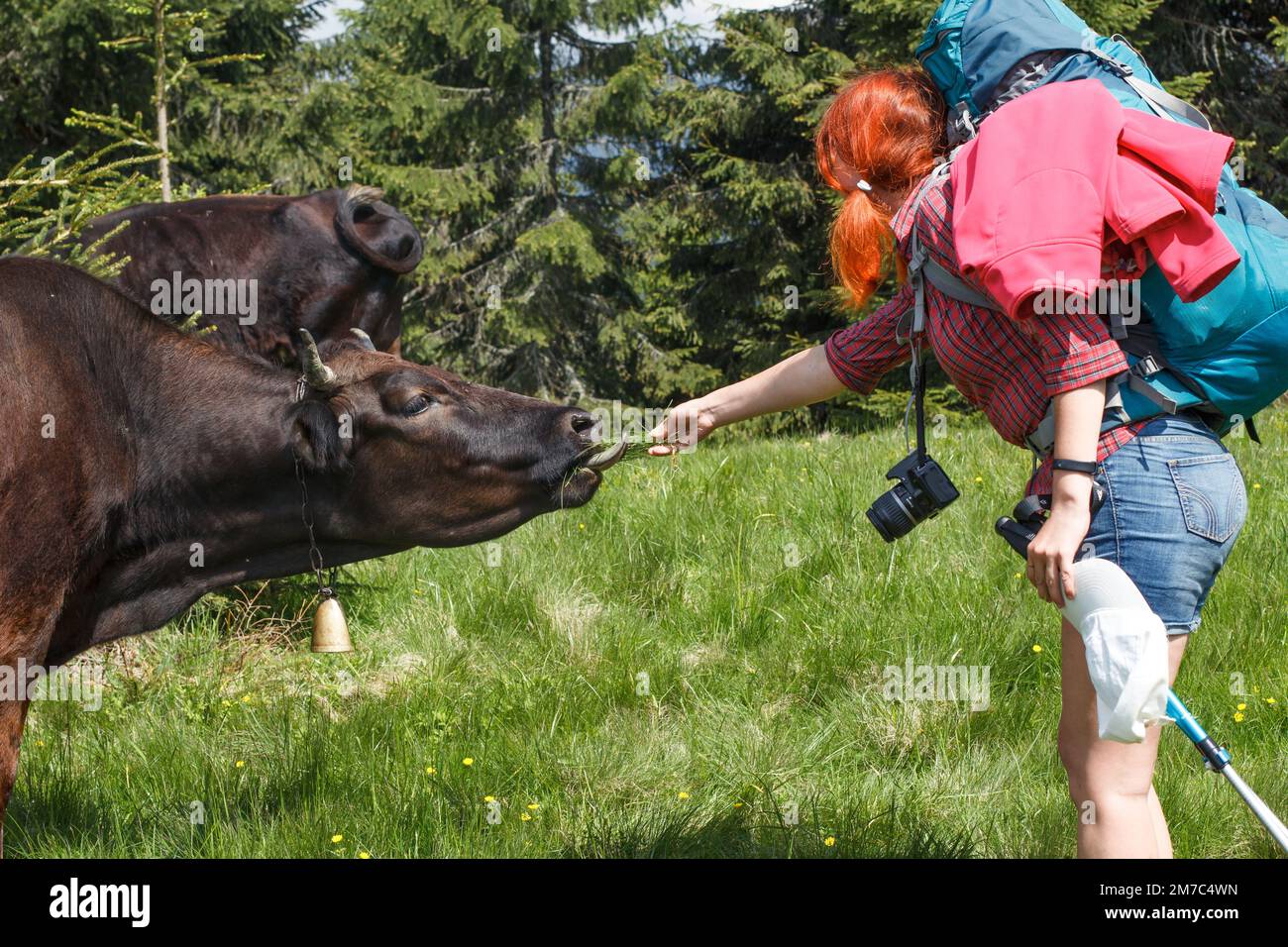 Scenic cow picture hi-res stock photography and images - Alamy