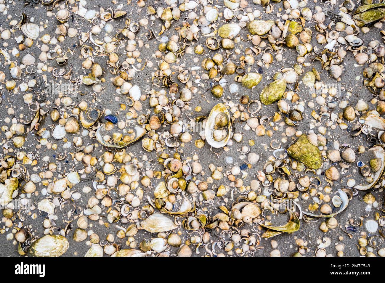 Mussel building hi-res stock photography and images - Alamy