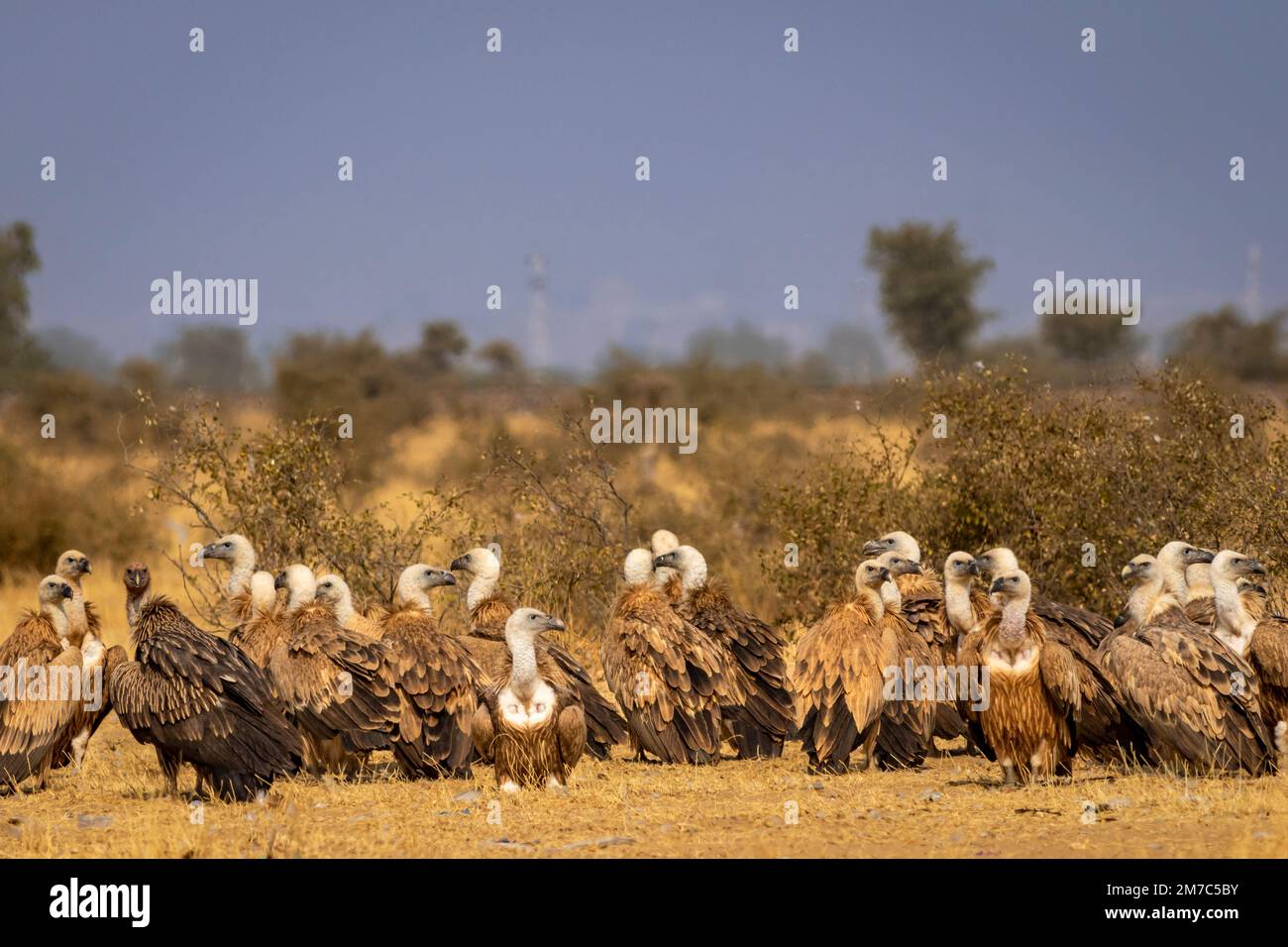 Himalayan ecosystem hi-res stock photography and images - Alamy