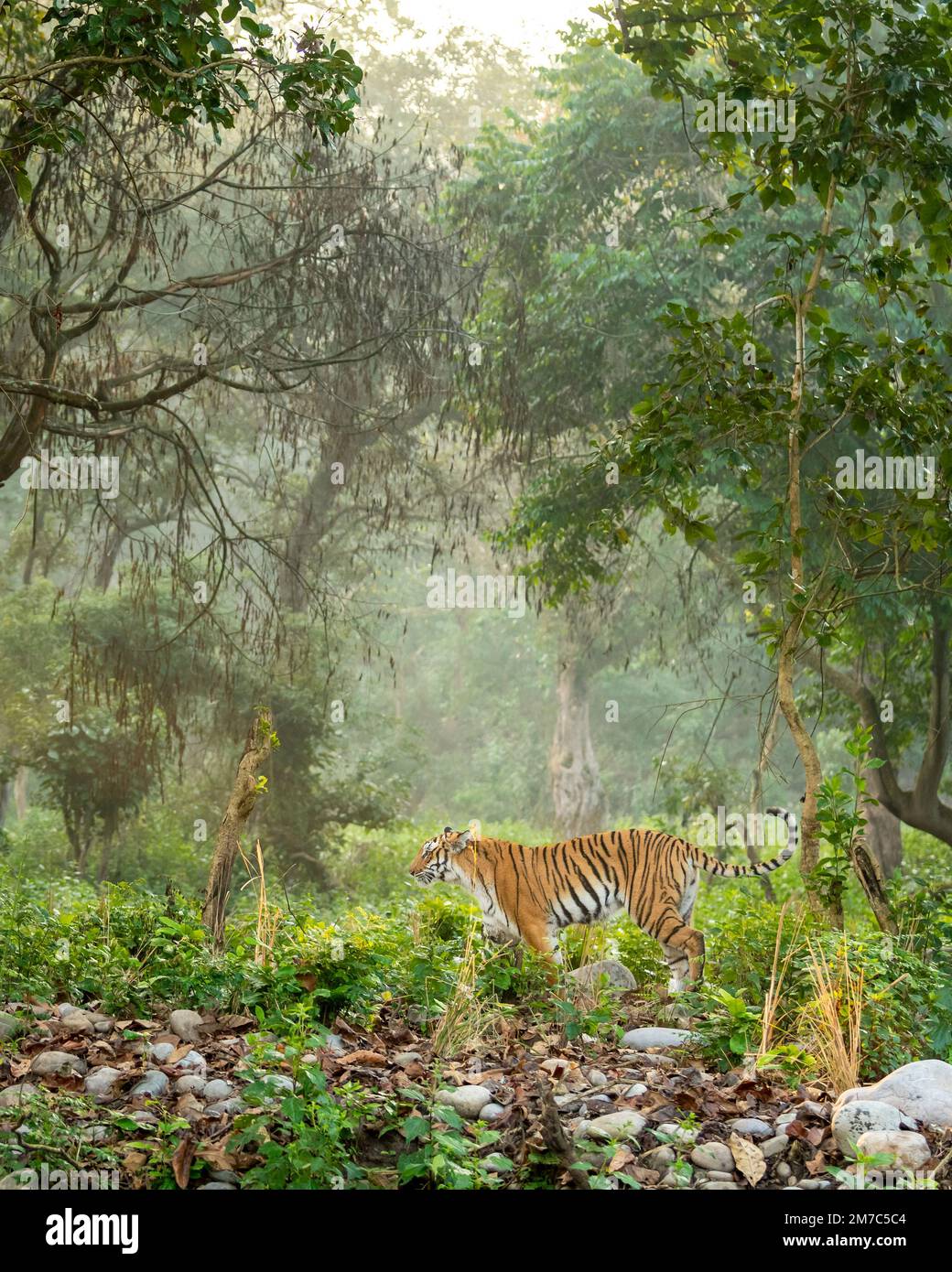 wild female bengal tiger or panthera tigris tigris in natural scenery ...
