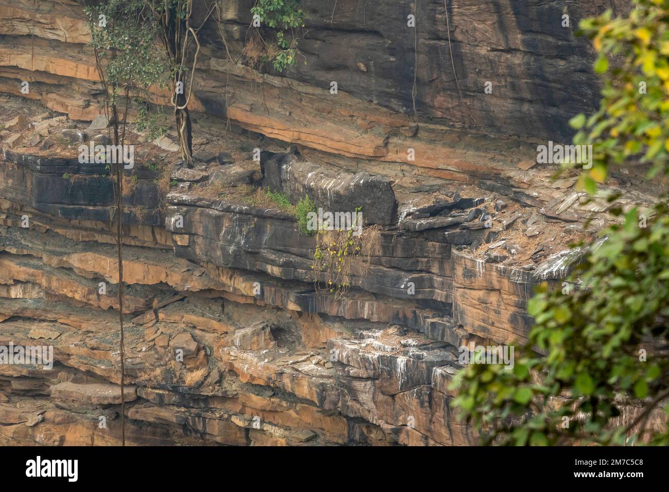 long billed vulture or gyps indicus in nest at vulture nesting point of ...