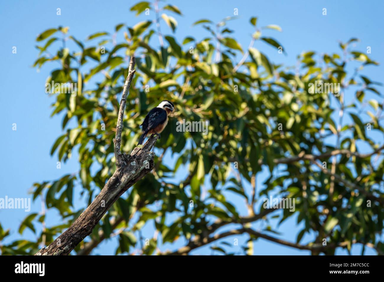Collared falconet or Microhierax caerulescens closeup perched on tree ...