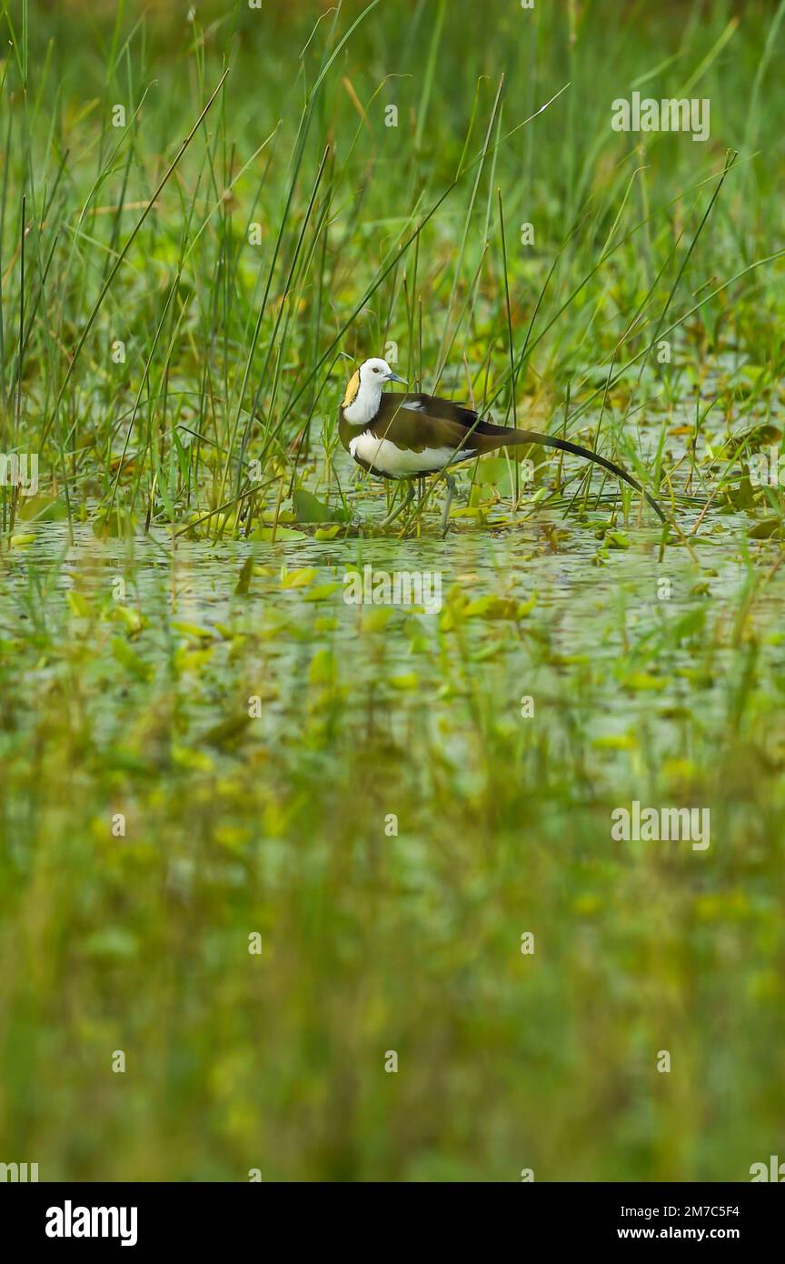pheasant tailed jacana or Hydrophasianus chirurgus in natural green ...