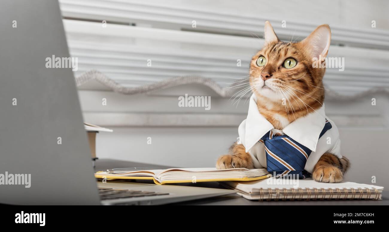 Serious bengal cat is the boss in a tie and shirt in the office. Cat ...