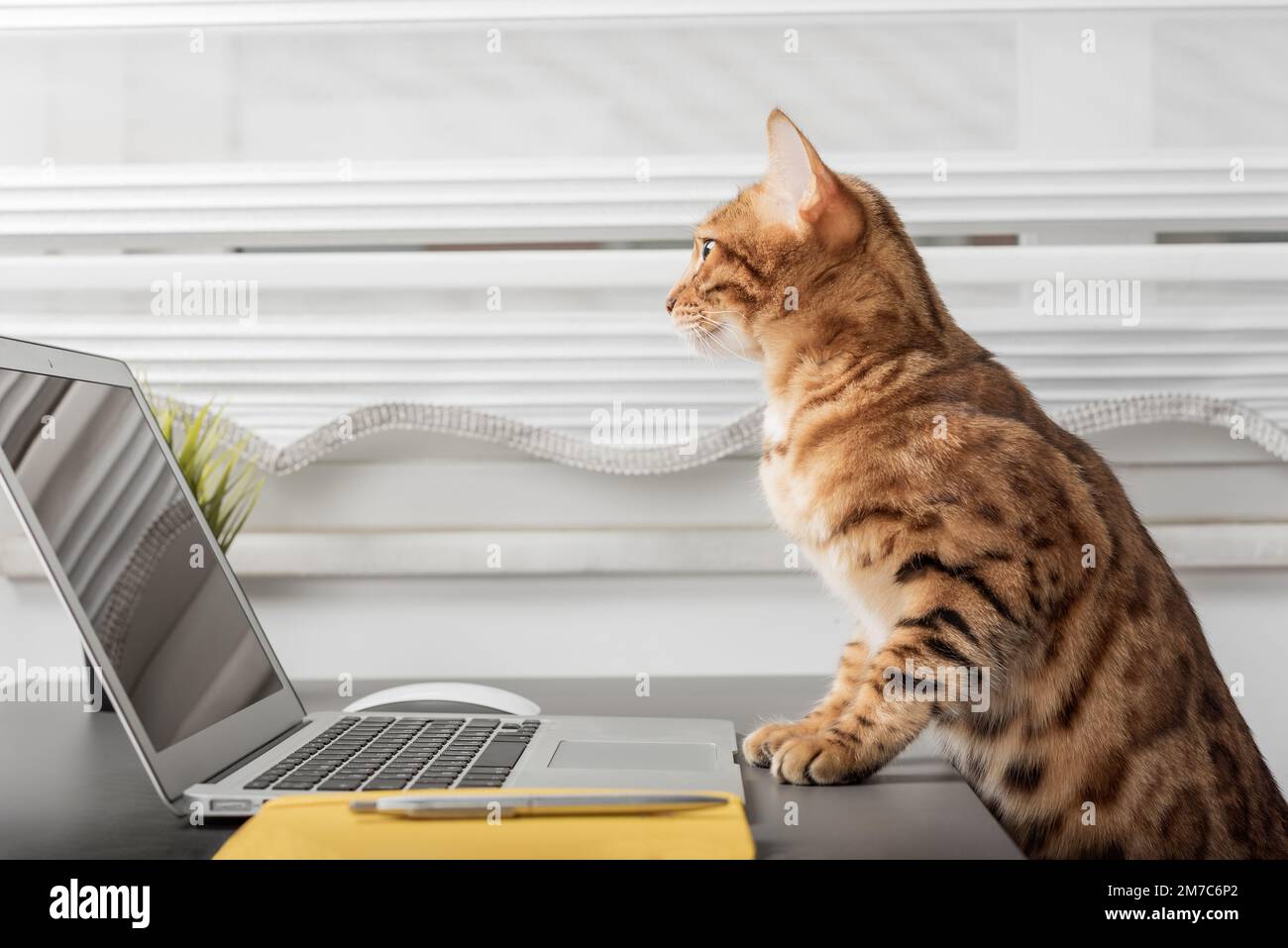 The cat is sitting on the desktop next to a laptop and a notepad, a ...