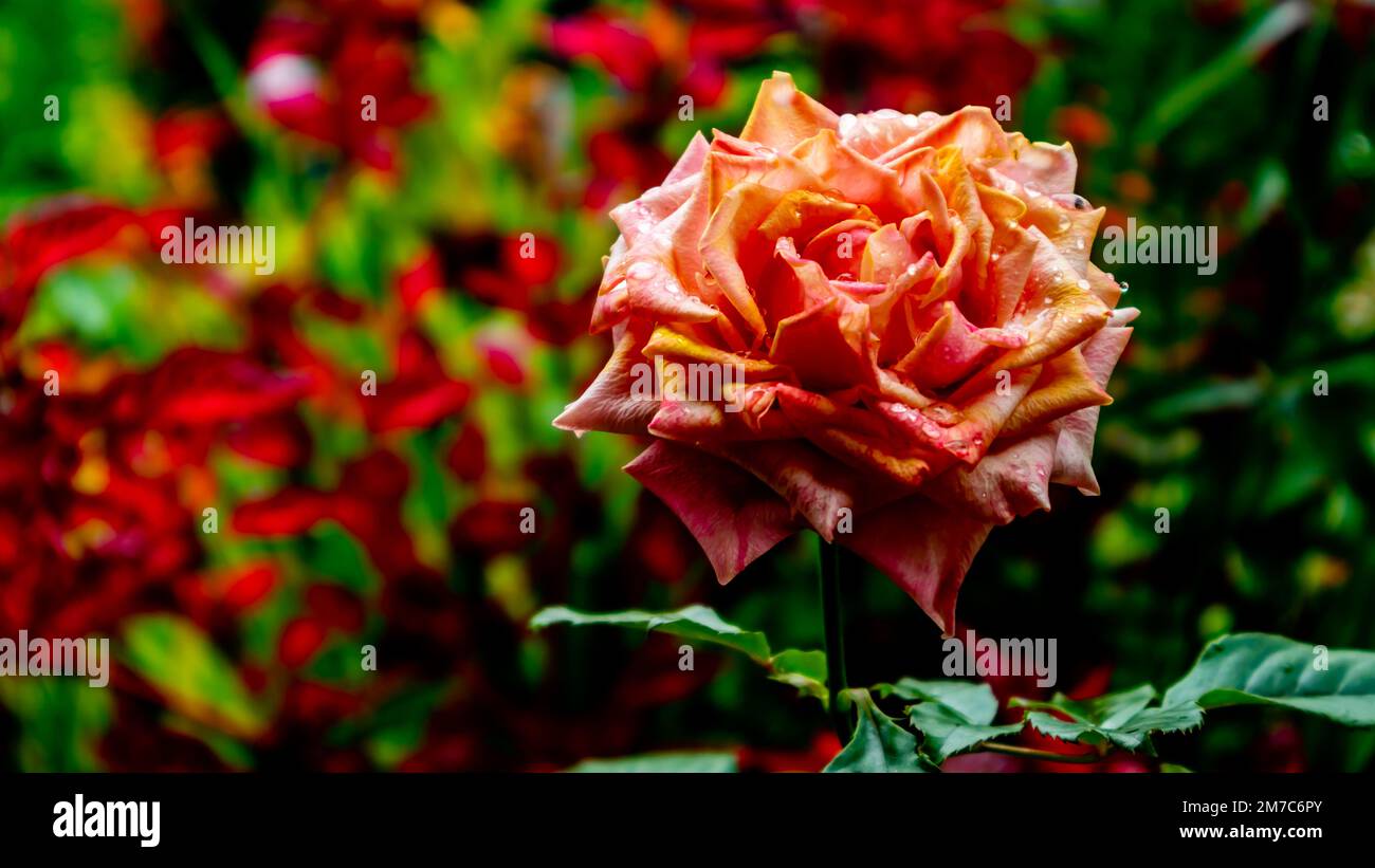 beautiful and amazing rose flower as background Stock Photo - Alamy