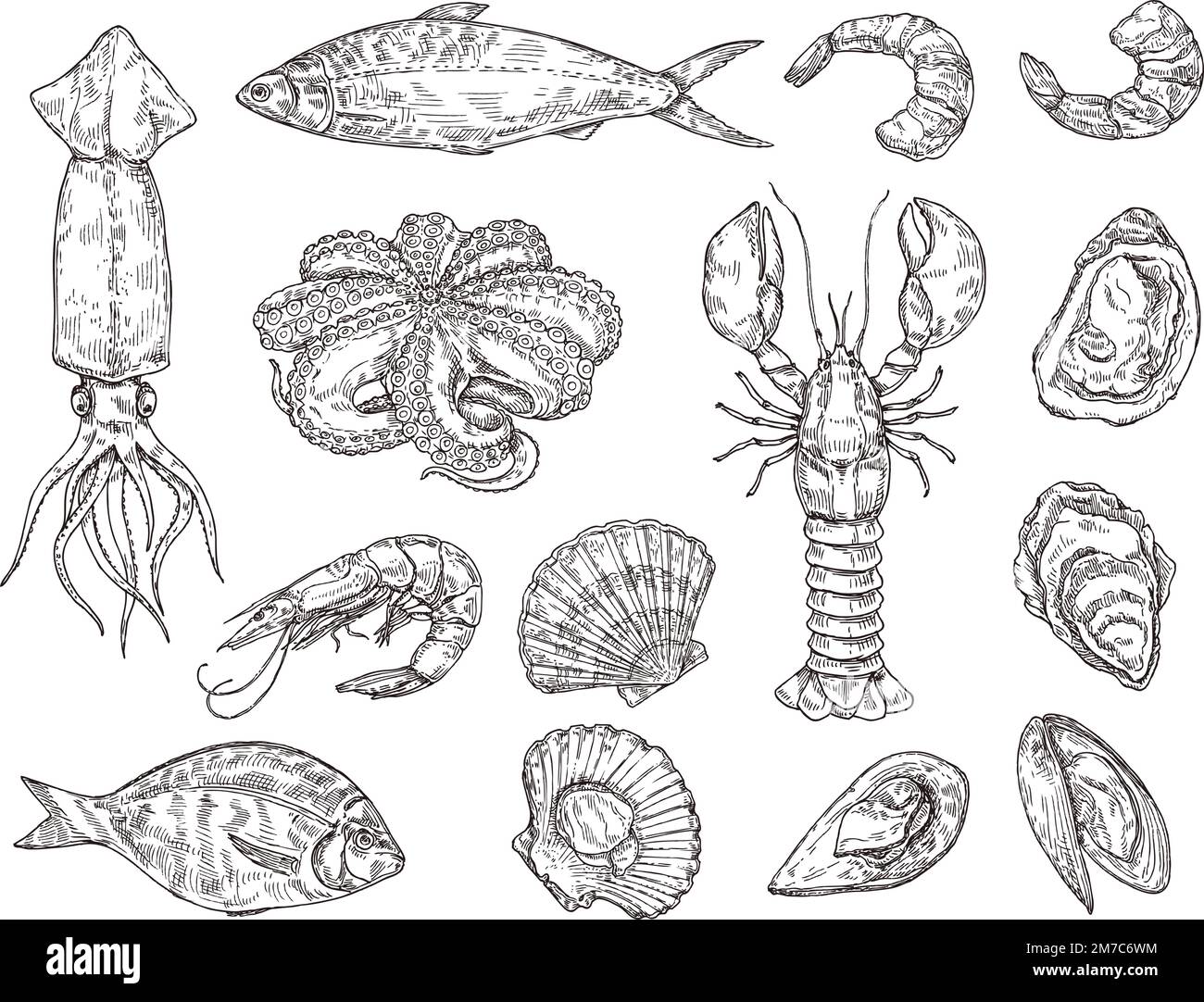 Sketch Seafood Hand Drawn Lobster Scallops Squid And Octopus