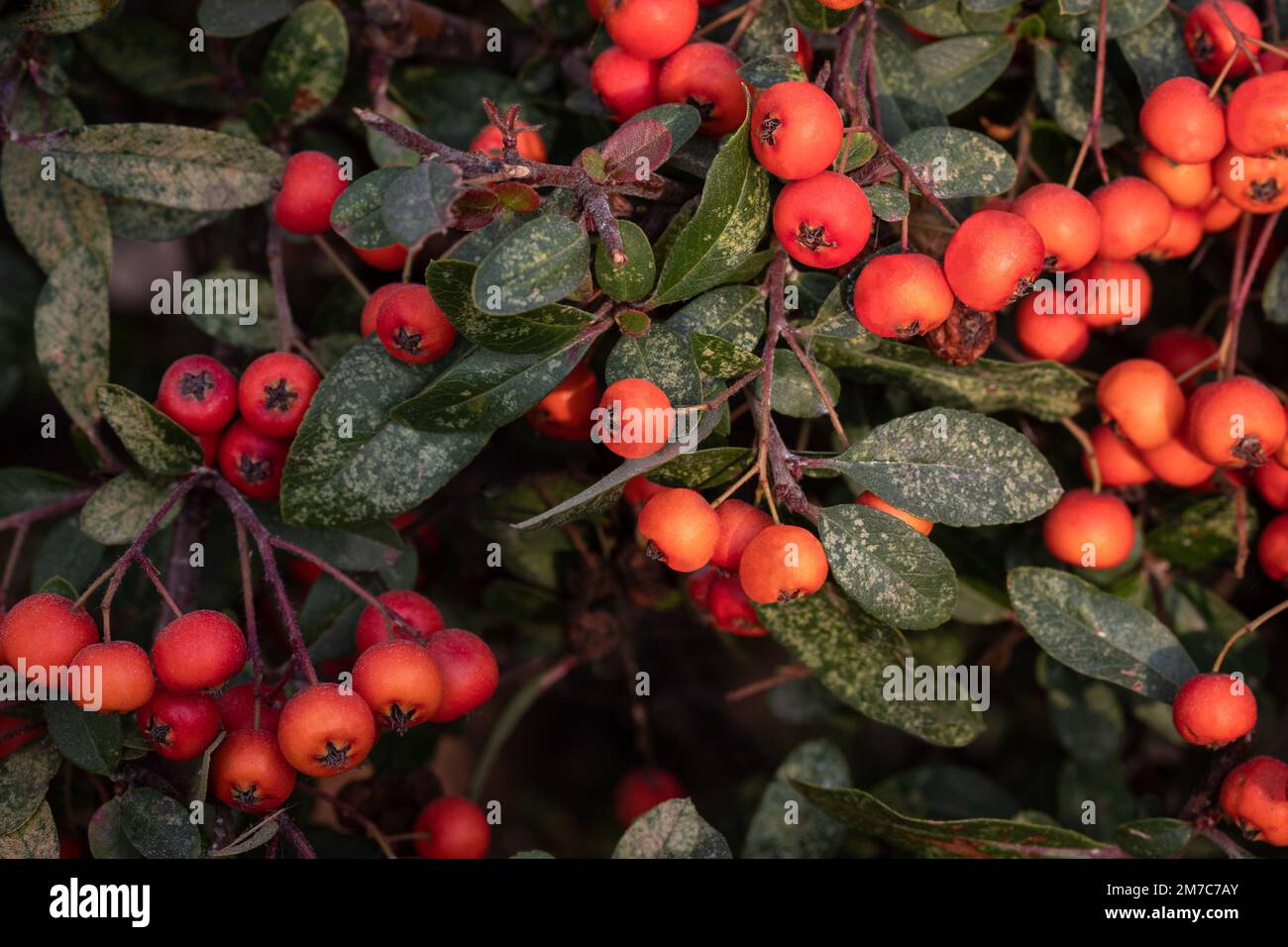 Pyracantha coccinea scarlet firethorn ornamental shrub, orange group of ...