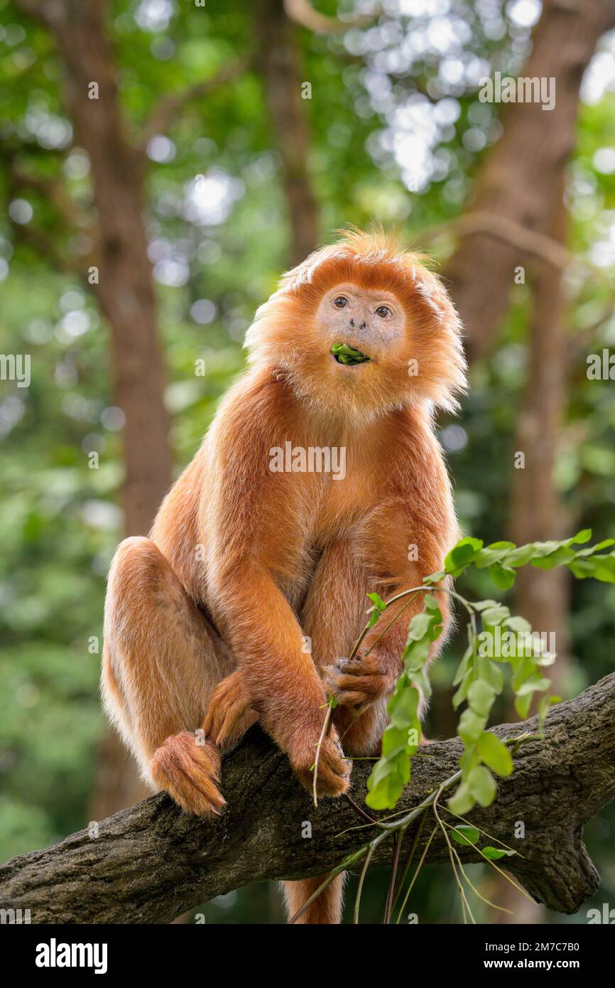 The East Javan langur (Trachypithecus auratus) is a primate species ...