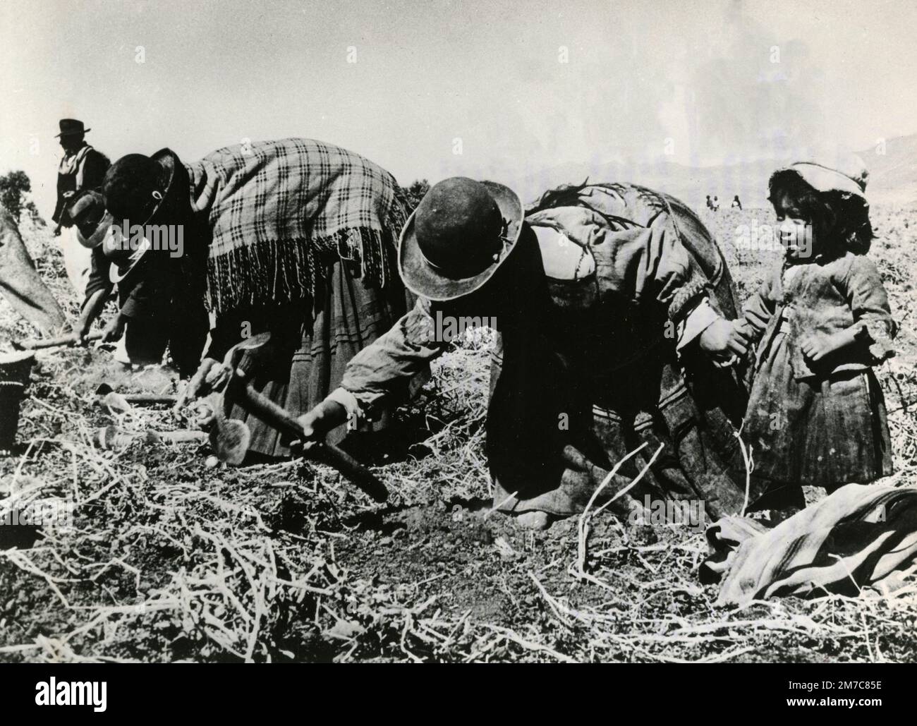 Indian of the Andes farmers working in the fields of the high plateau ...