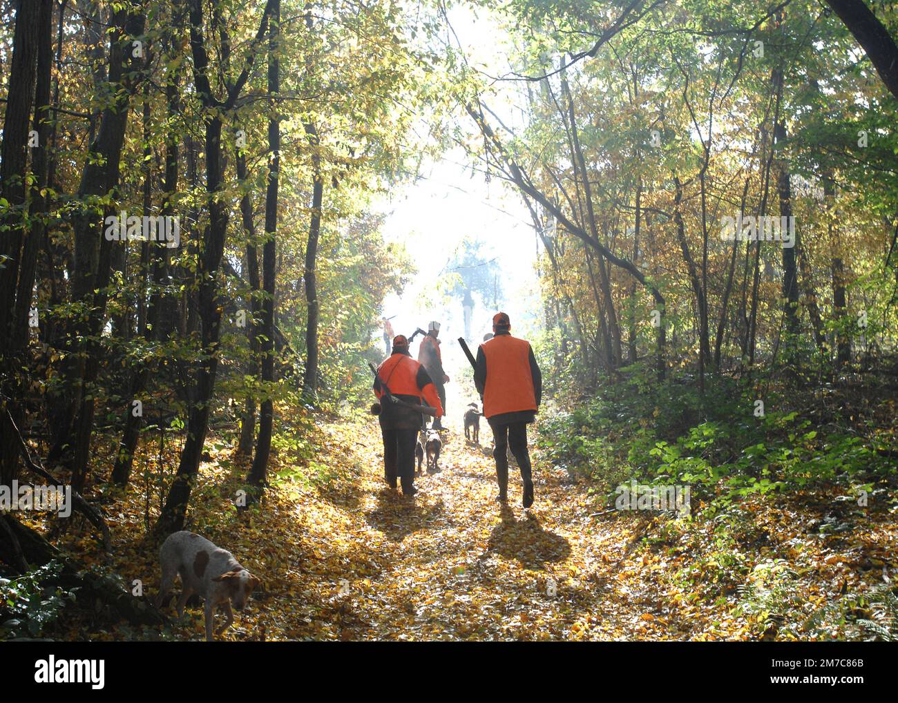 Dogs in a forest hi-res stock photography and images - Alamy
