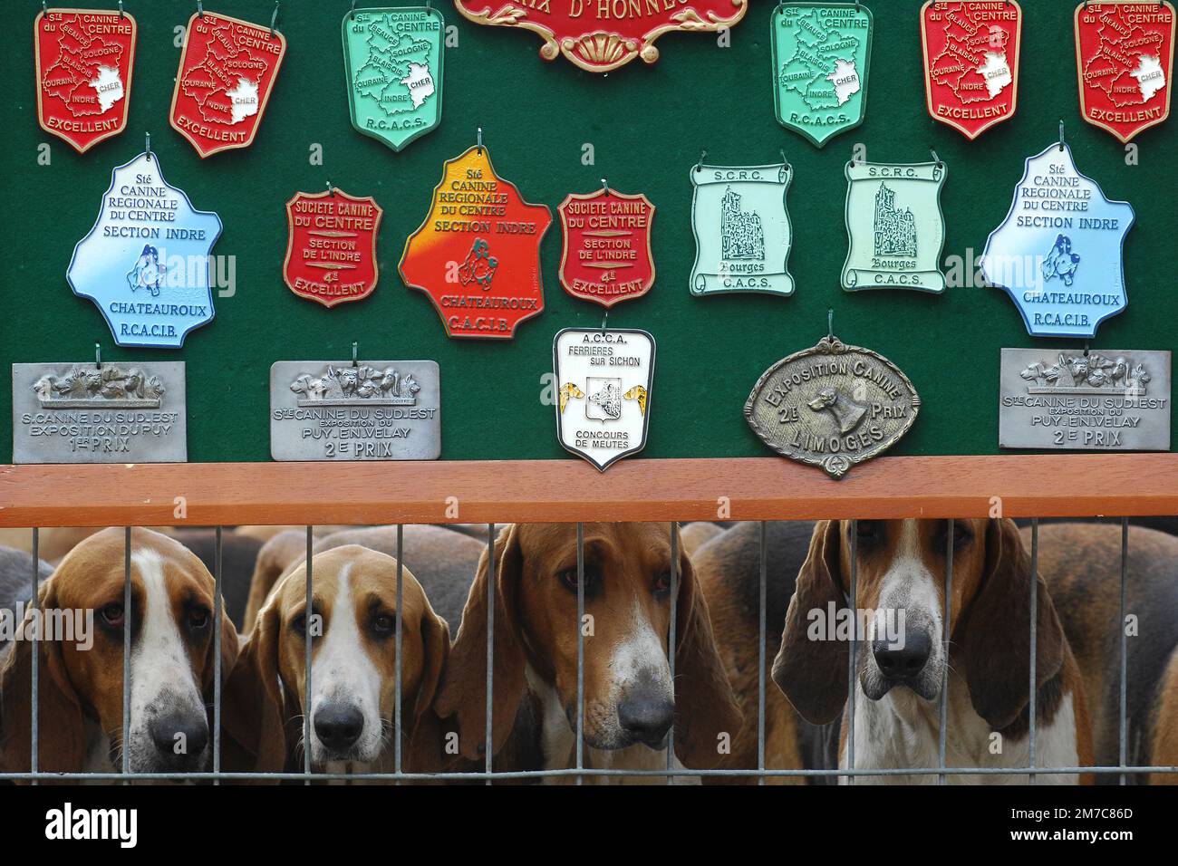 France. Venery. Hunting dogs of venery with medals won during the dog ...