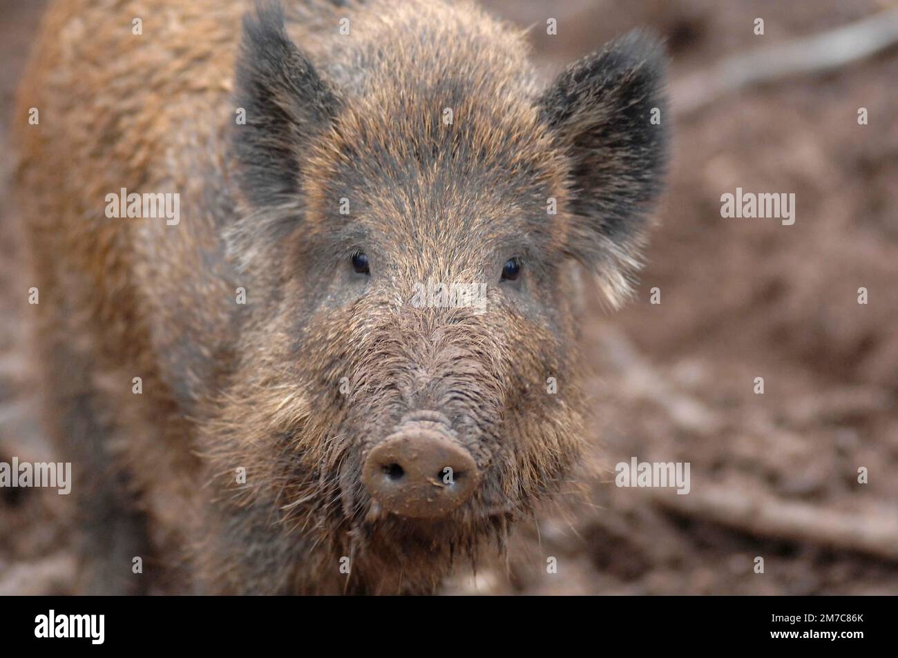 France. Hunting. Young wildboar having a mud bath to get rid of the ...