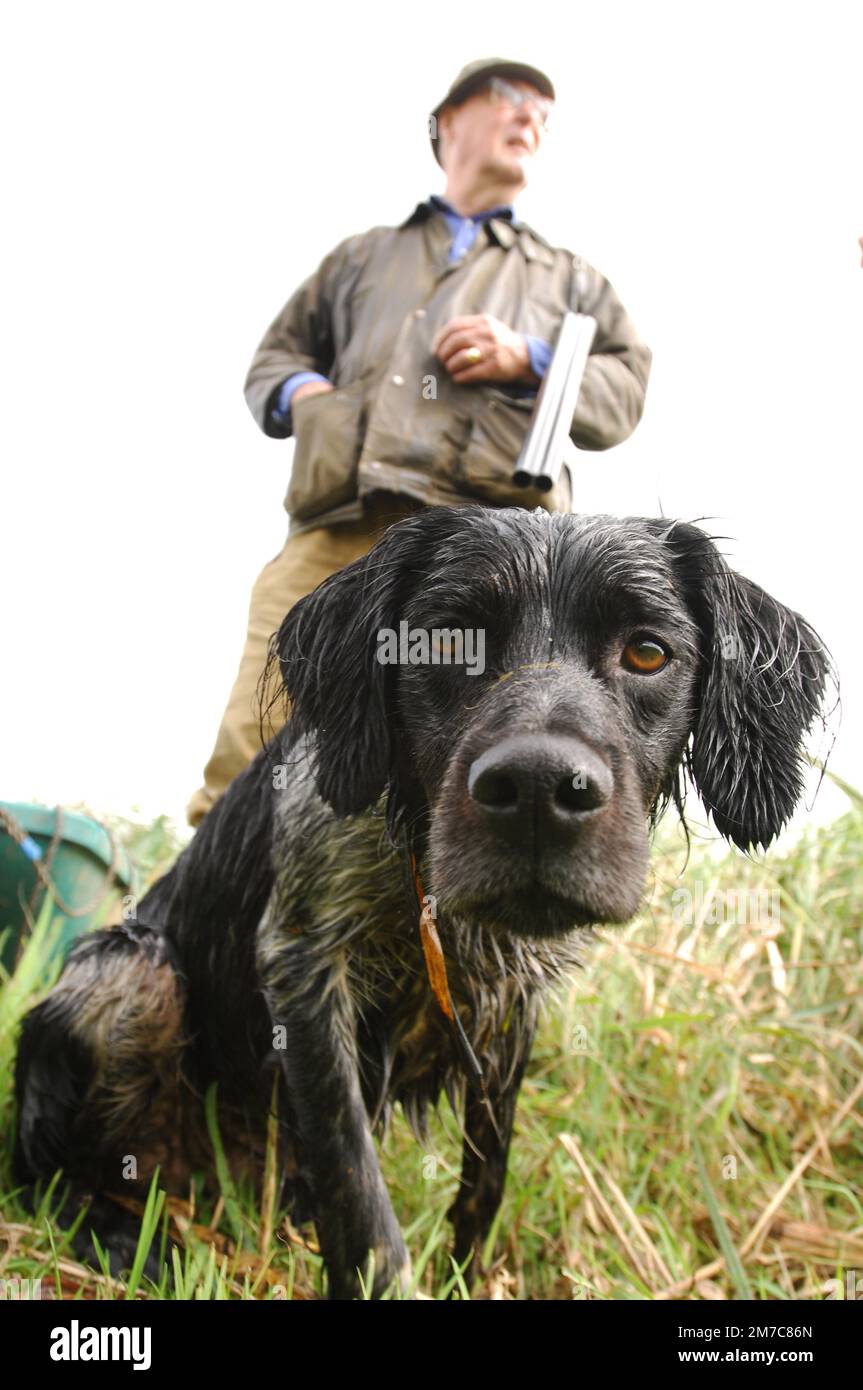Duck hunter, dog hi-res stock photography and images - Alamy