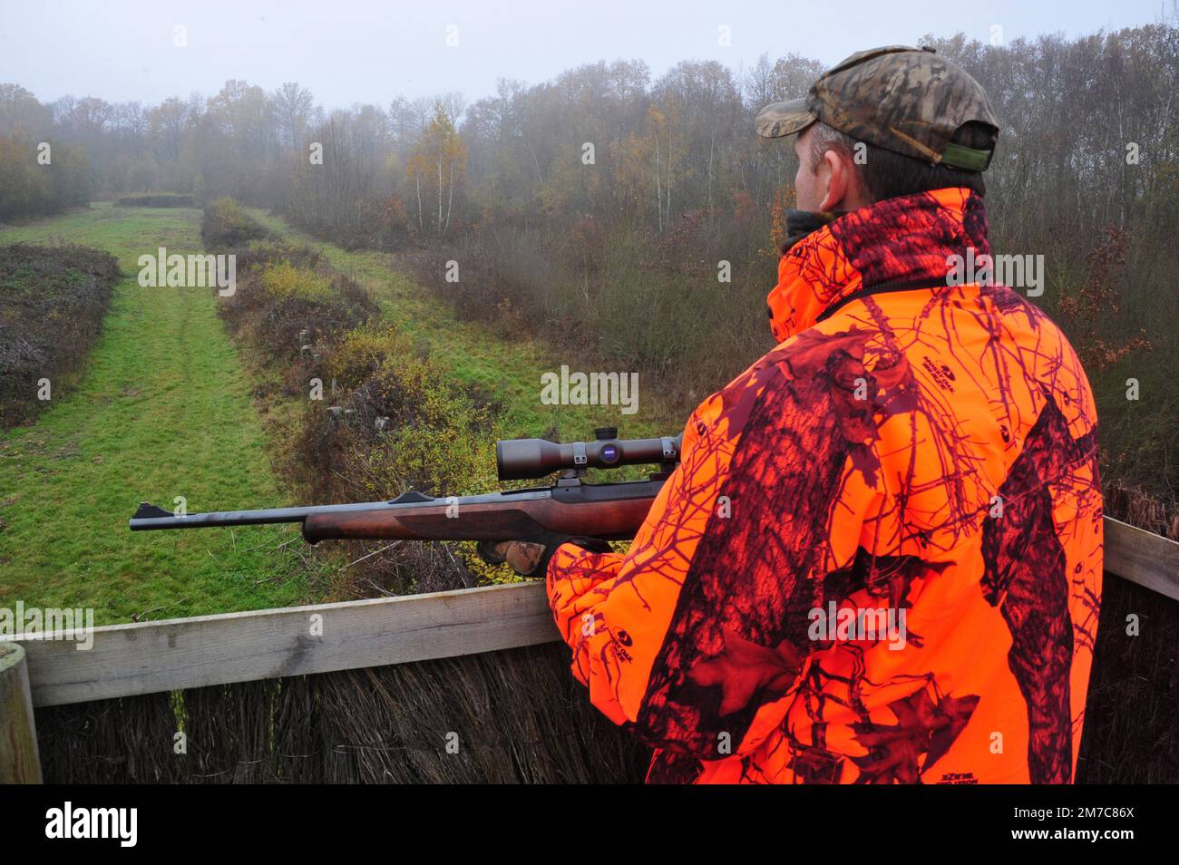 France. Hunter in his hunt platform during a big game hunt in a forest ...