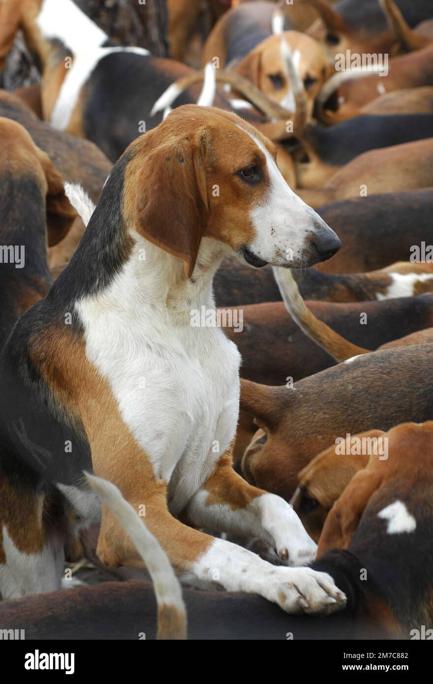 France. Venery. Pack of hunting dogs Stock Photo - Alamy