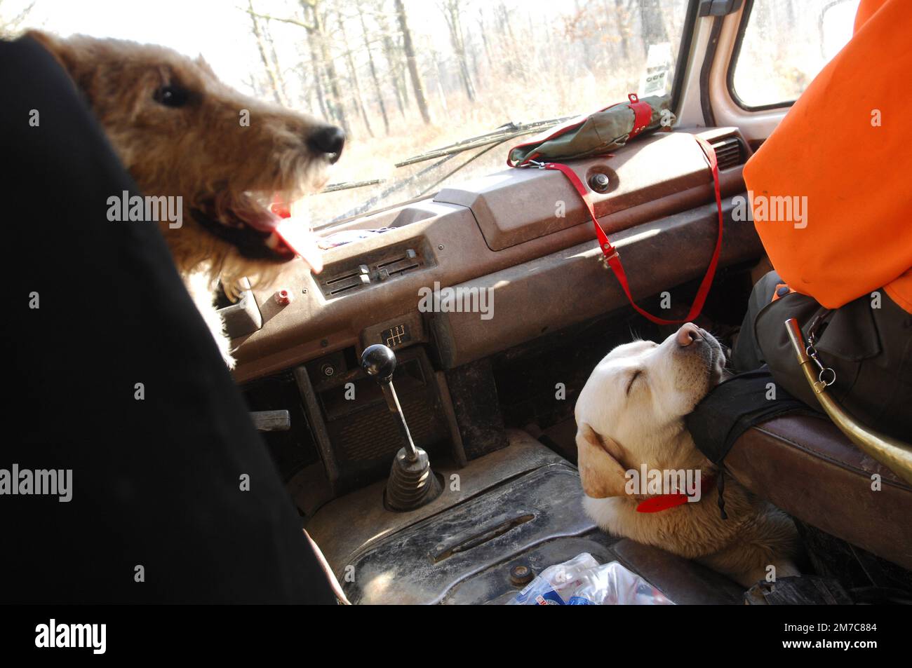 France. Hunting dogs resting between two big game hunts Stock Photo - Alamy