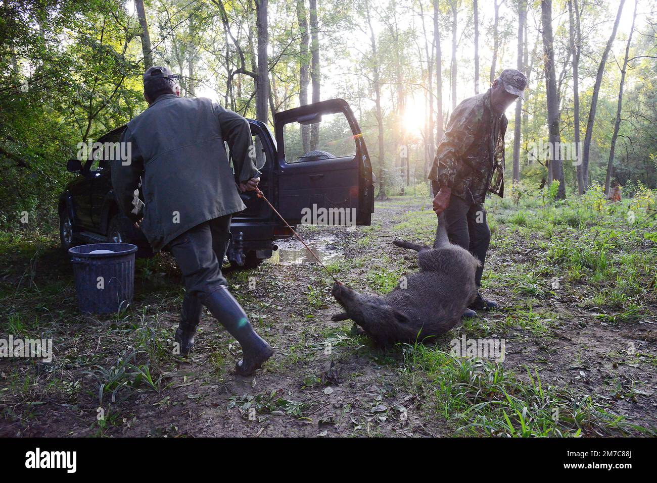 France. Alsace. Bas-Rhin (67) Hunters loading a wild boar taken during ...