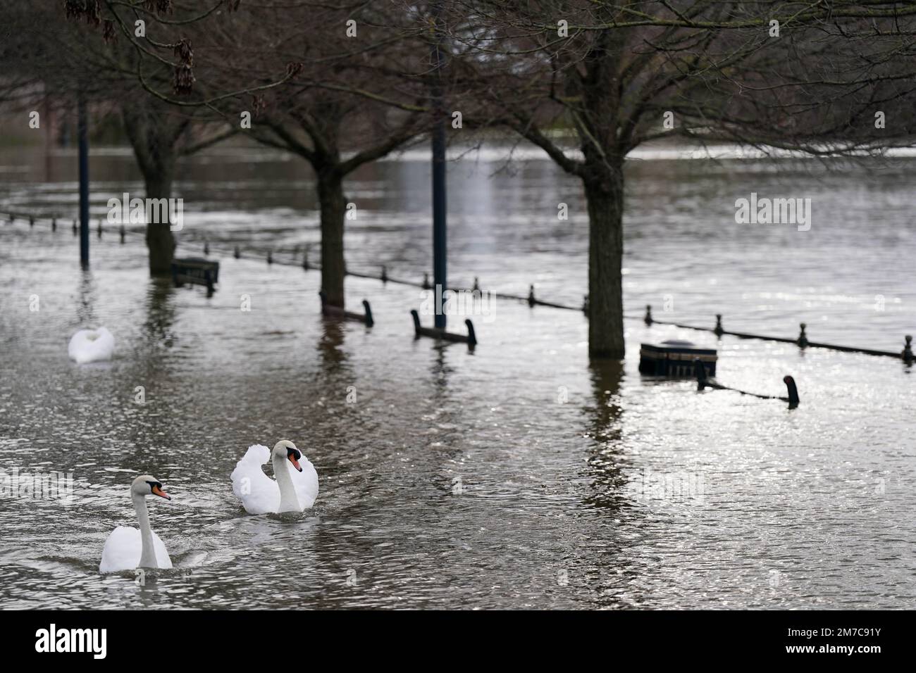 Swans Pass The Overflowing River Severn In Worcester Following