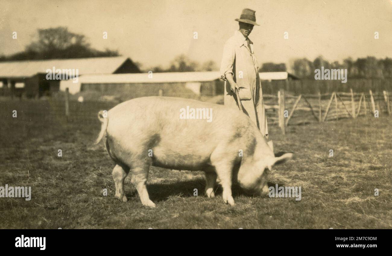 Man with a large white pig, 1930s Stock Photo - Alamy