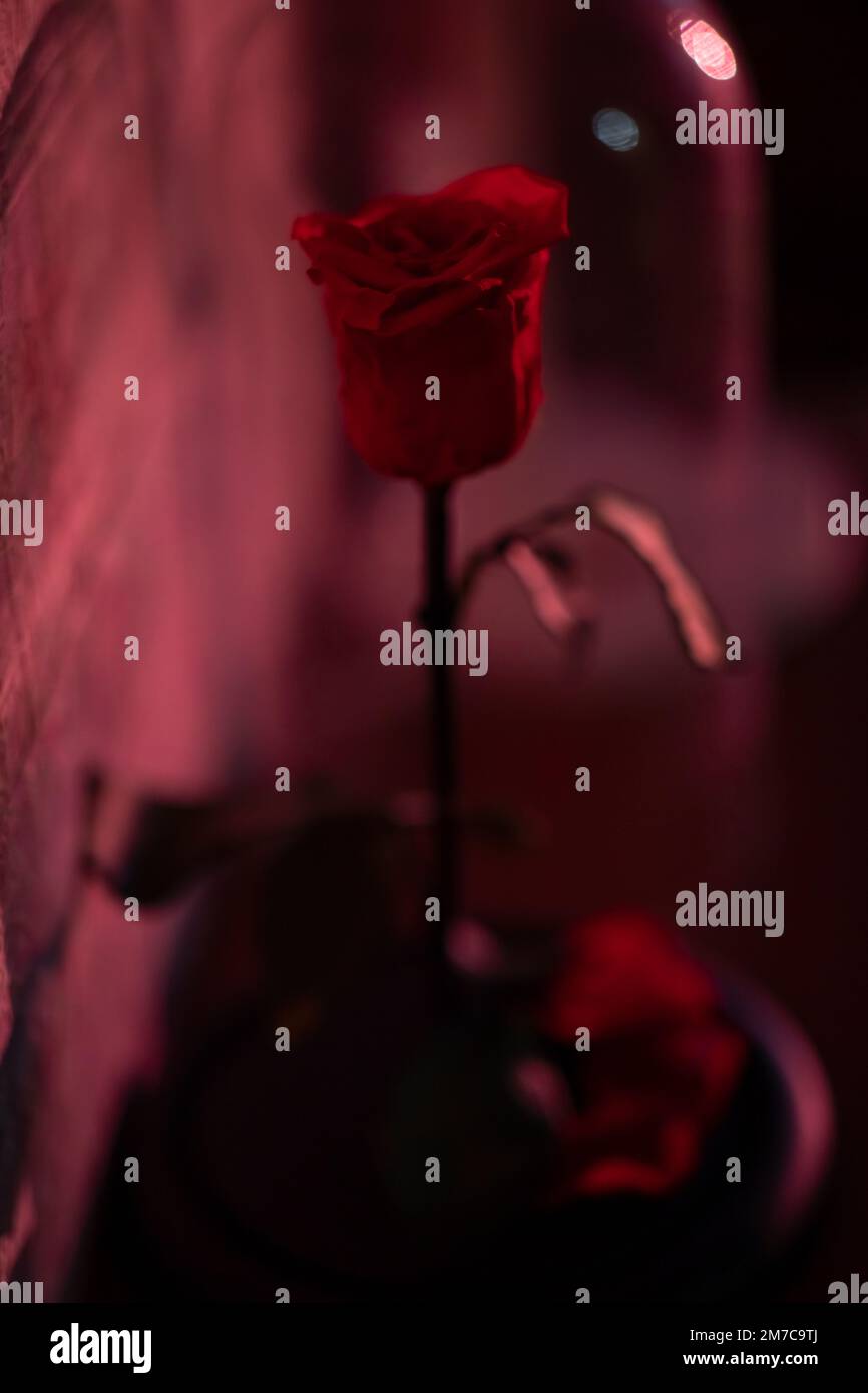lush red rose in a flask, scarlet flower. High quality photo Stock ...