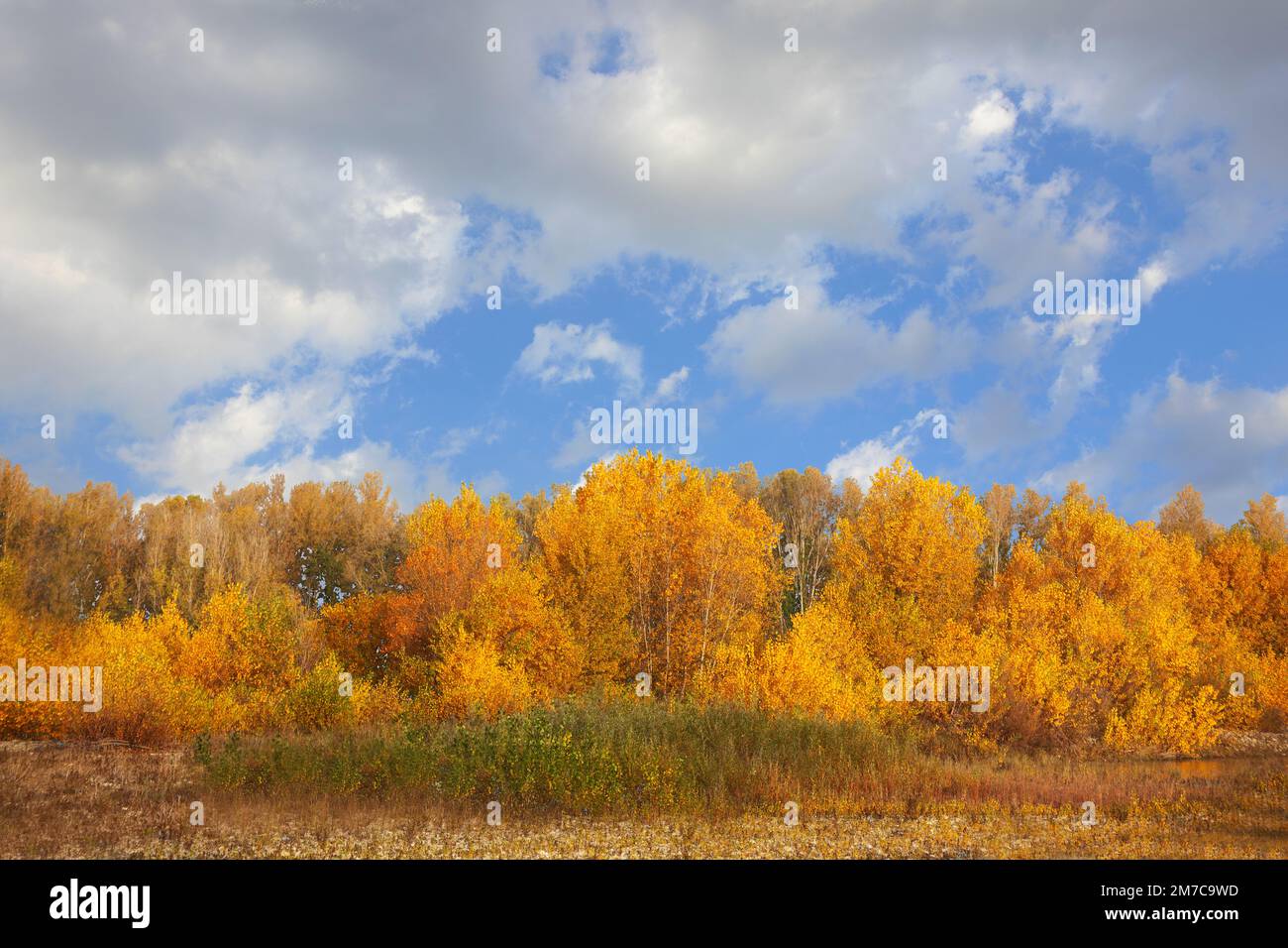 Landscape of the Taro river with autumn foliage Parma Italy Stock Photo ...