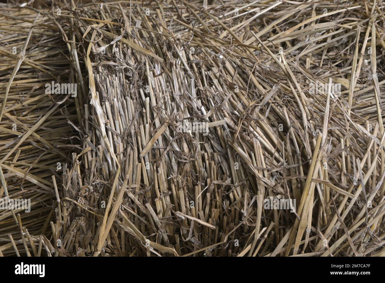 straw in barn Stock Photo - Alamy