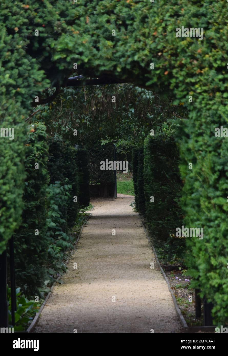 path through garden hedge Stock Photo - Alamy