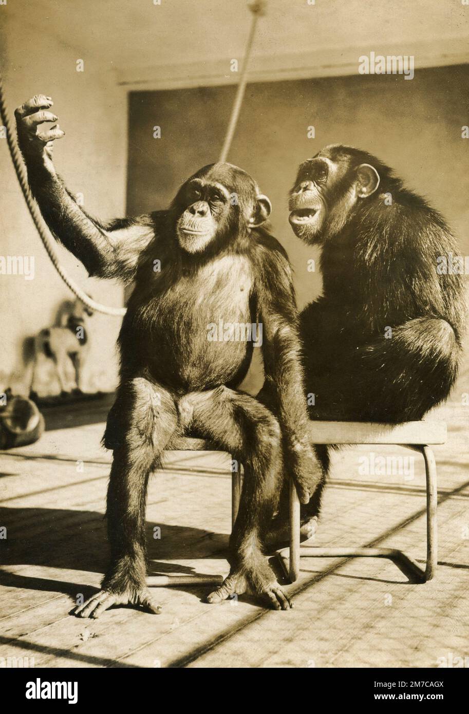 Chimpanzee at the zoo in their cage, 1950s Stock Photo - Alamy