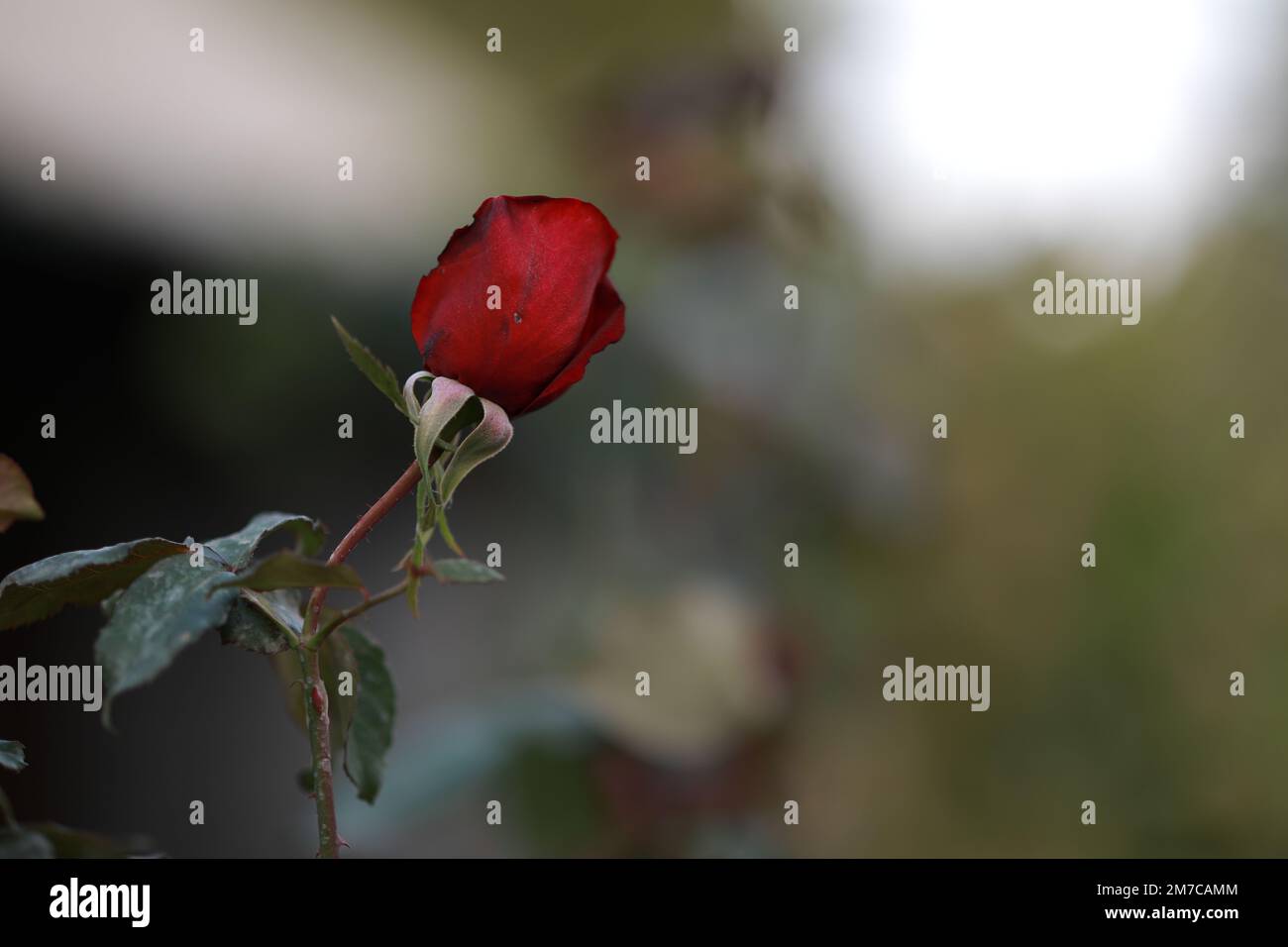 the scarlet red rose bloomed in the botanical garden. High quality ...