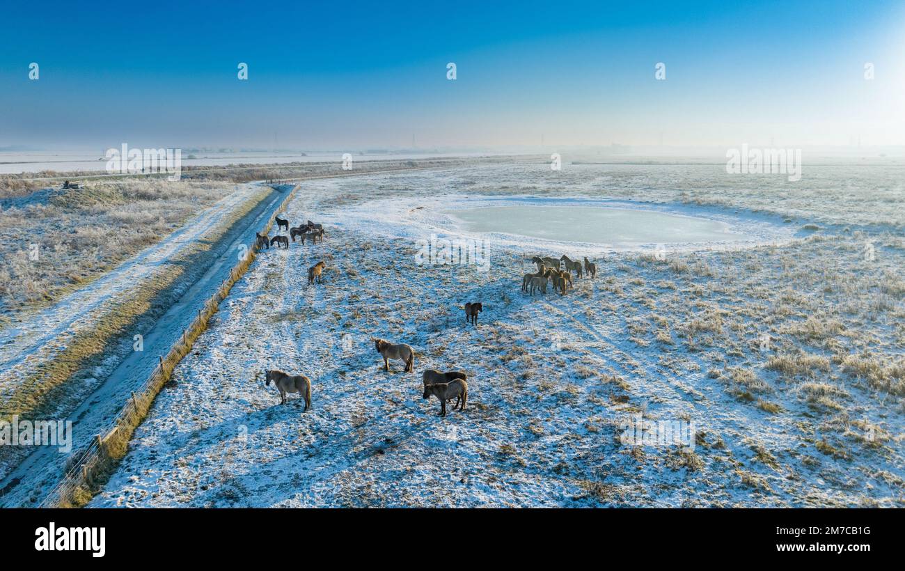 Picture dated December 16th shows Konik horses by a frozen water hole ...