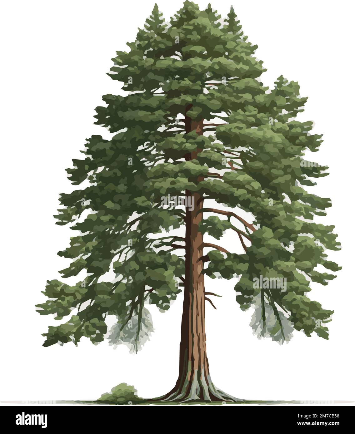 Realistic green tallest tree in the world sequoia on a white background ...