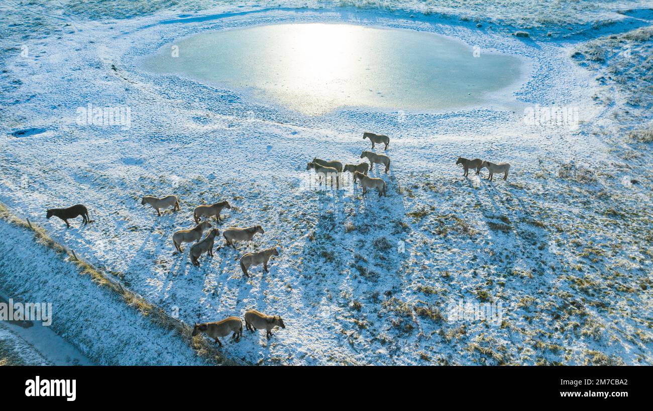 Picture dated December 16th shows Konik horses by a frozen water hole ...
